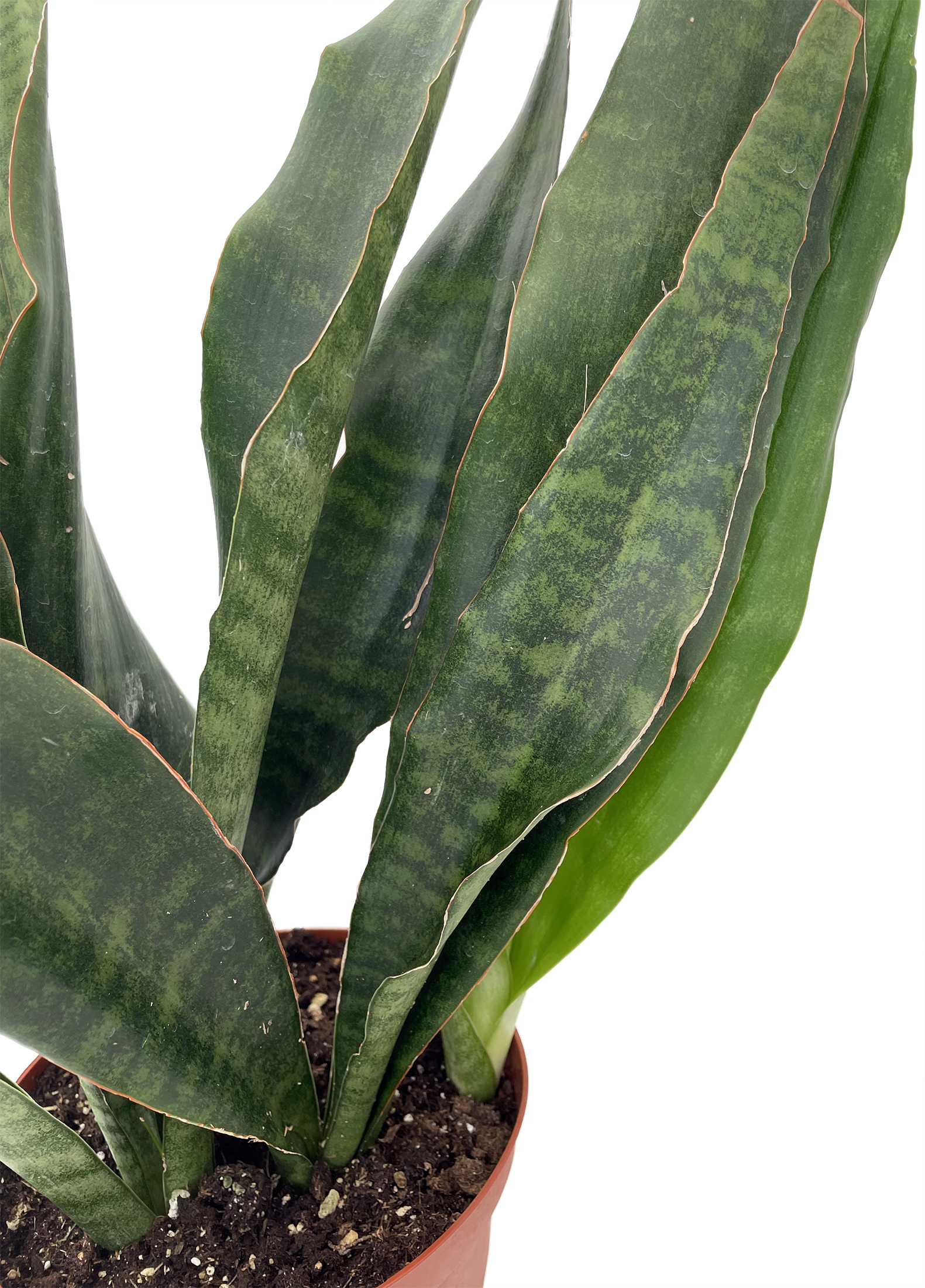 Jaboa Snake Plant - Sansevieria - 6" Pot - Easy House Plant - Walmart.com
