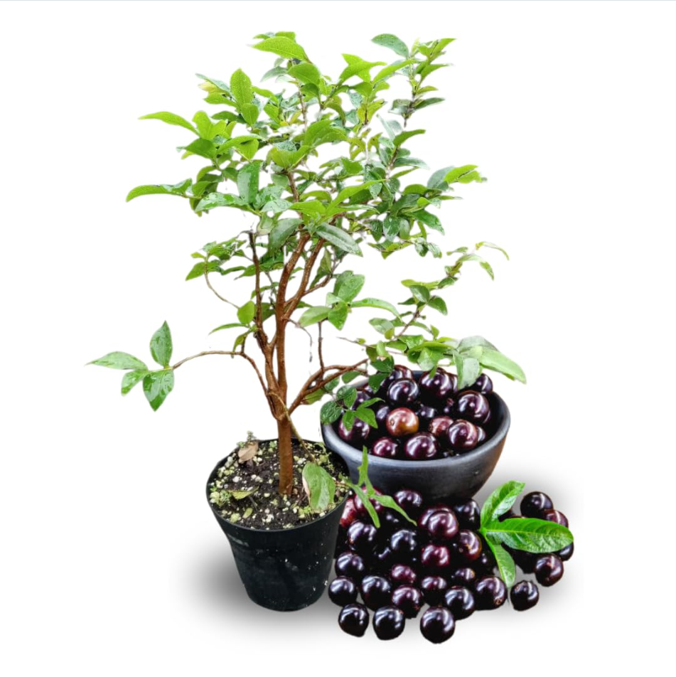 Jaboticaba Live Starter Plants for Planting, Unique Tropical Fruit Tree ...