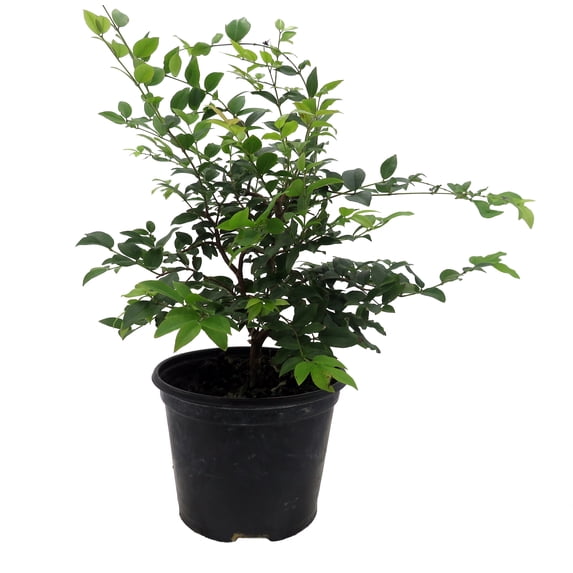 Live Indoor Jabuticaba Fruit Tree Plant - 6" Pot - Myrciaria - Tree ...