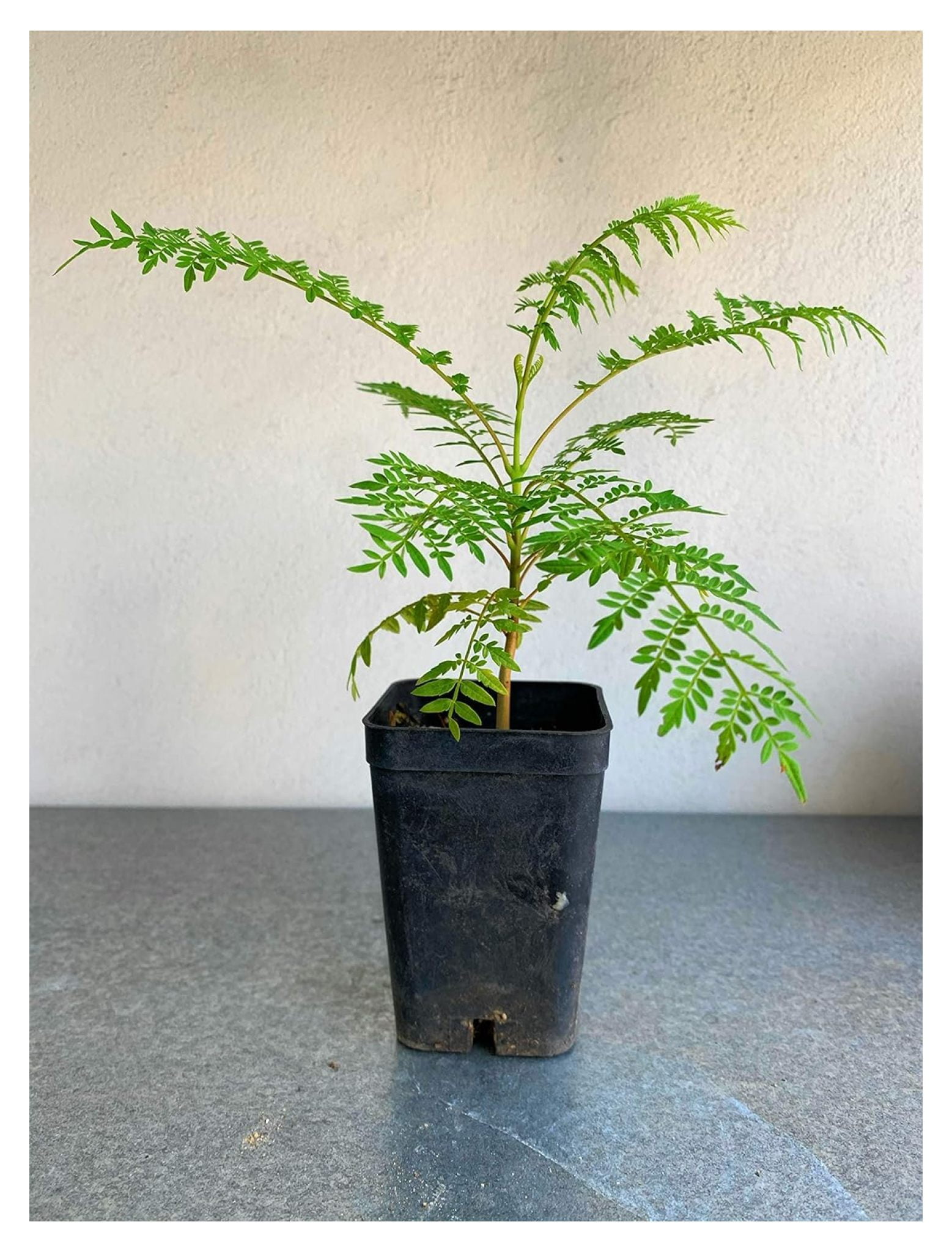 Jacaranda Brazilian Rose Tree Live Plant Mimosifolia Purple Flowering ...