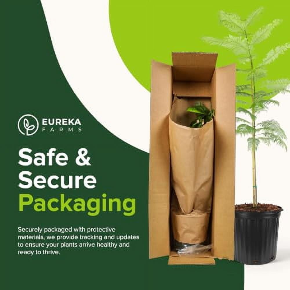 Jacaranda Mimosifolia Live Plant - Easy to Grow Flowering Tree Great ...