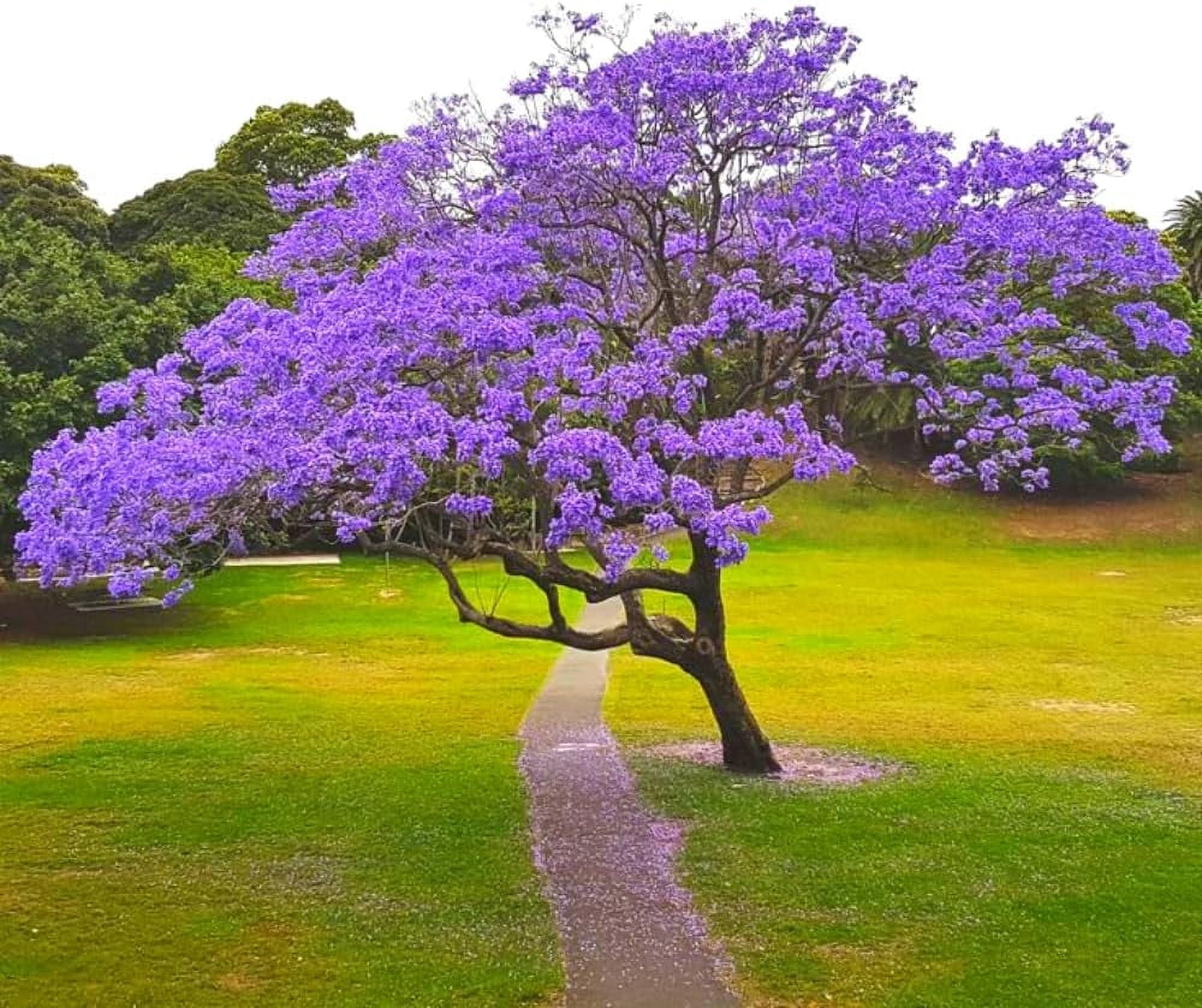 Jacaranda Plant Live, Purple Jacaranda Tree Well Rooted, Planting ...