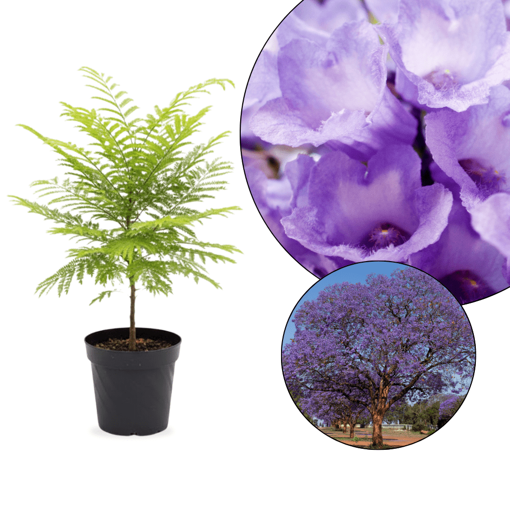 Jacaranda Plant Live Tree, 8 to 10 Inches Tall, Purple Blue Flowers ...