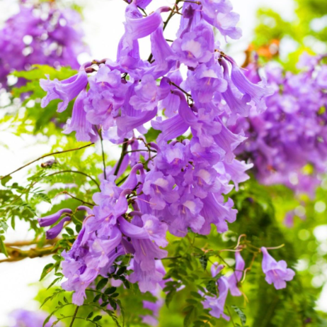 Jacaranda Plant Live for Planting, Blue Jacaranda Plant for Outdoor ...