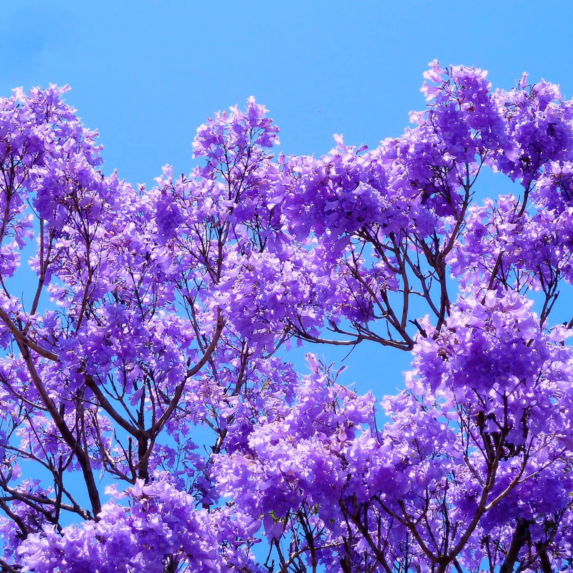 Jacaranda SeedsUMRT Jacaranda Mimosifolia Stunning Ornamental Tree ...