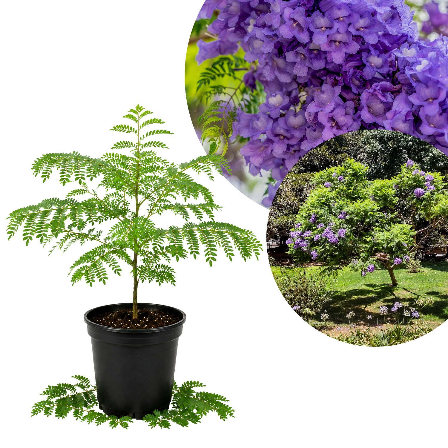 Jacaranda Tree Live Plant in 4'' Pot, Purple Jacaranda Mimosifolia Tree ...