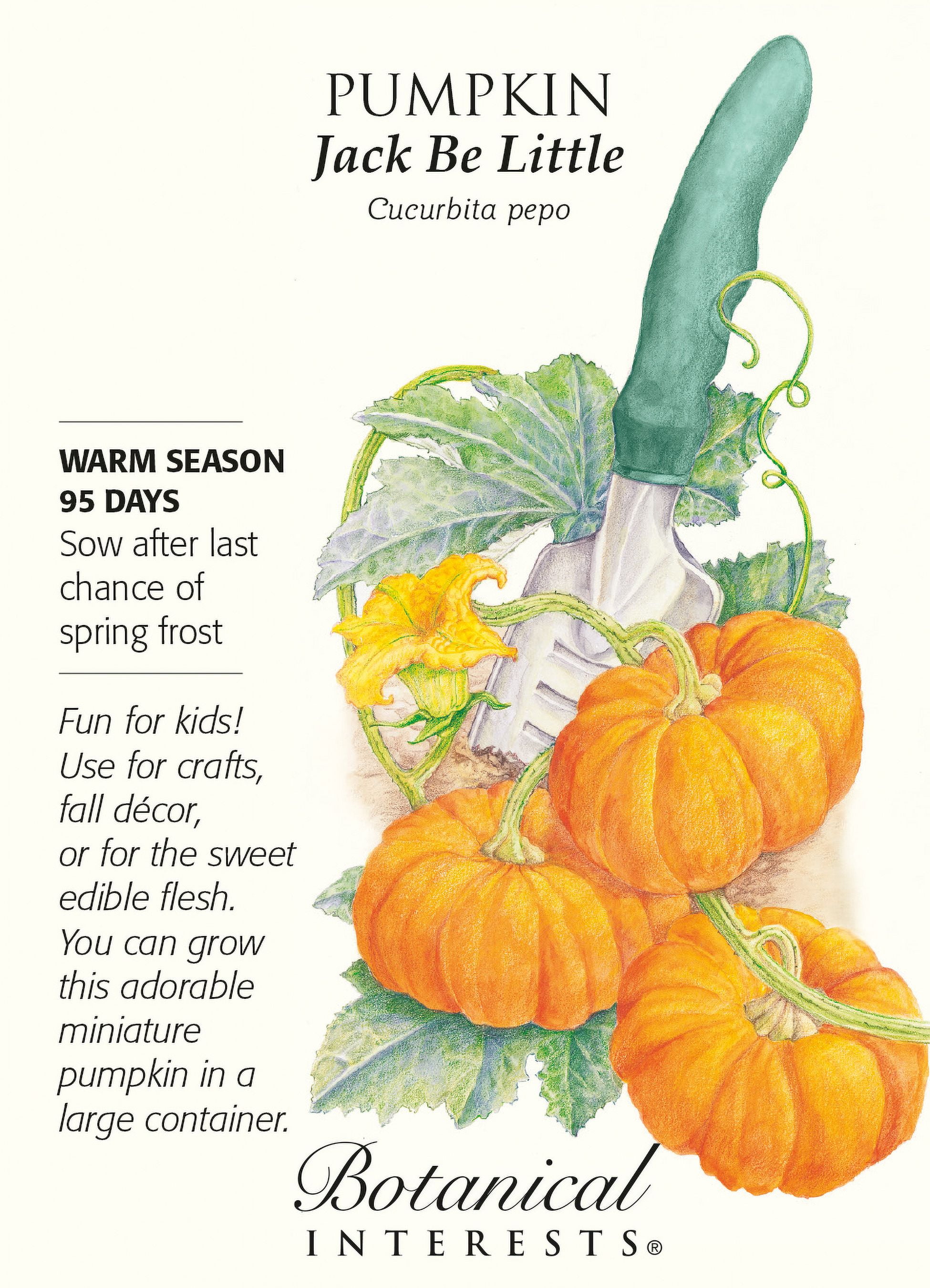 Jack Be Little Pumpkin Seeds - 1 gram - Walmart.com