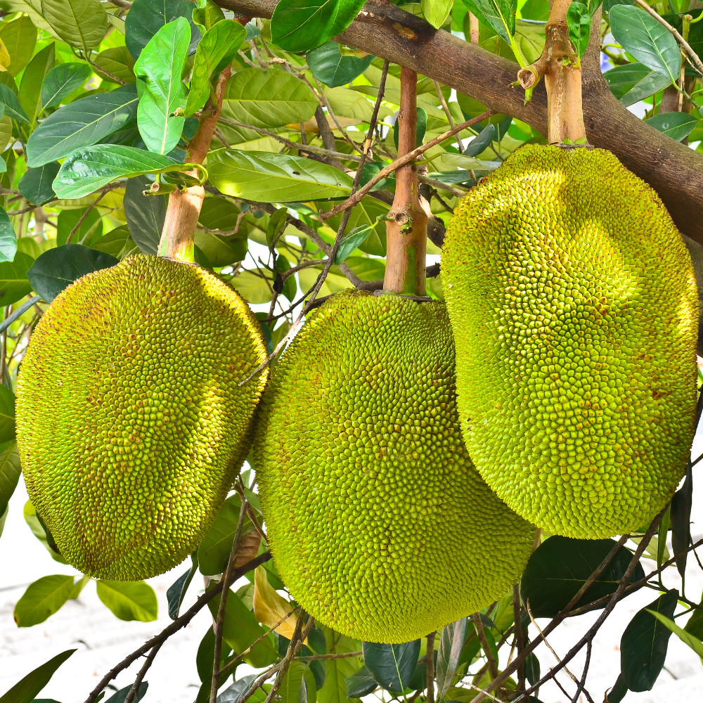 Jack Fruit Tree Live Plant, Jackfruit Plant Live, Tropical Fruit Tree ...