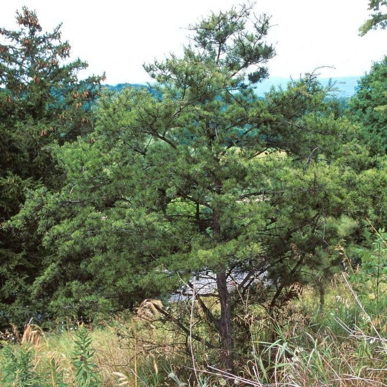 Jack Pine Tree Seedlings for Planting - Evergreen Tree Seedlings ...