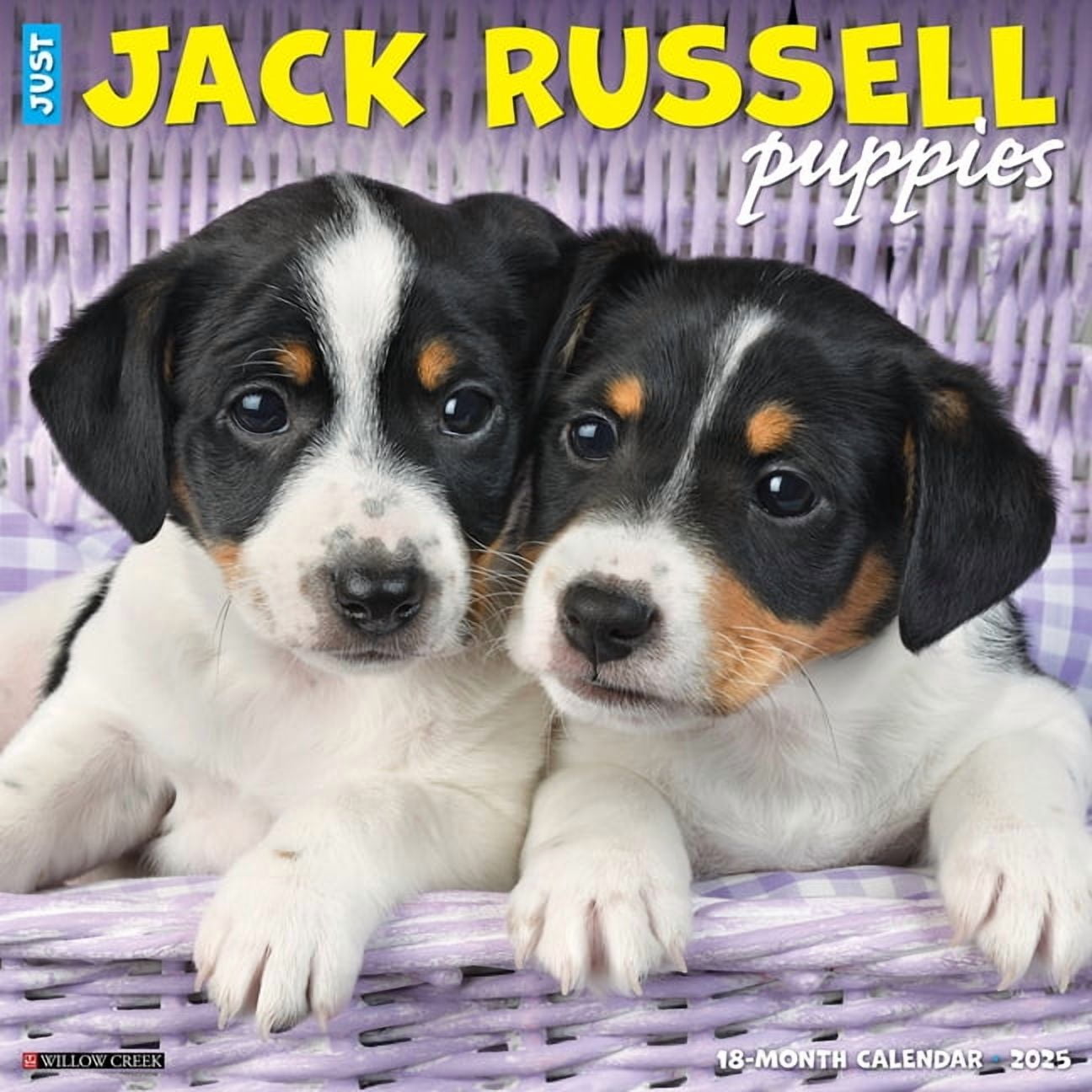Jack Russell Puppies 2025 Wall Calendar - Walmart.com