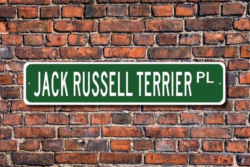 Jack Russell Terrier Jack Russell Terrier Lover Jack Russell Terrier ...