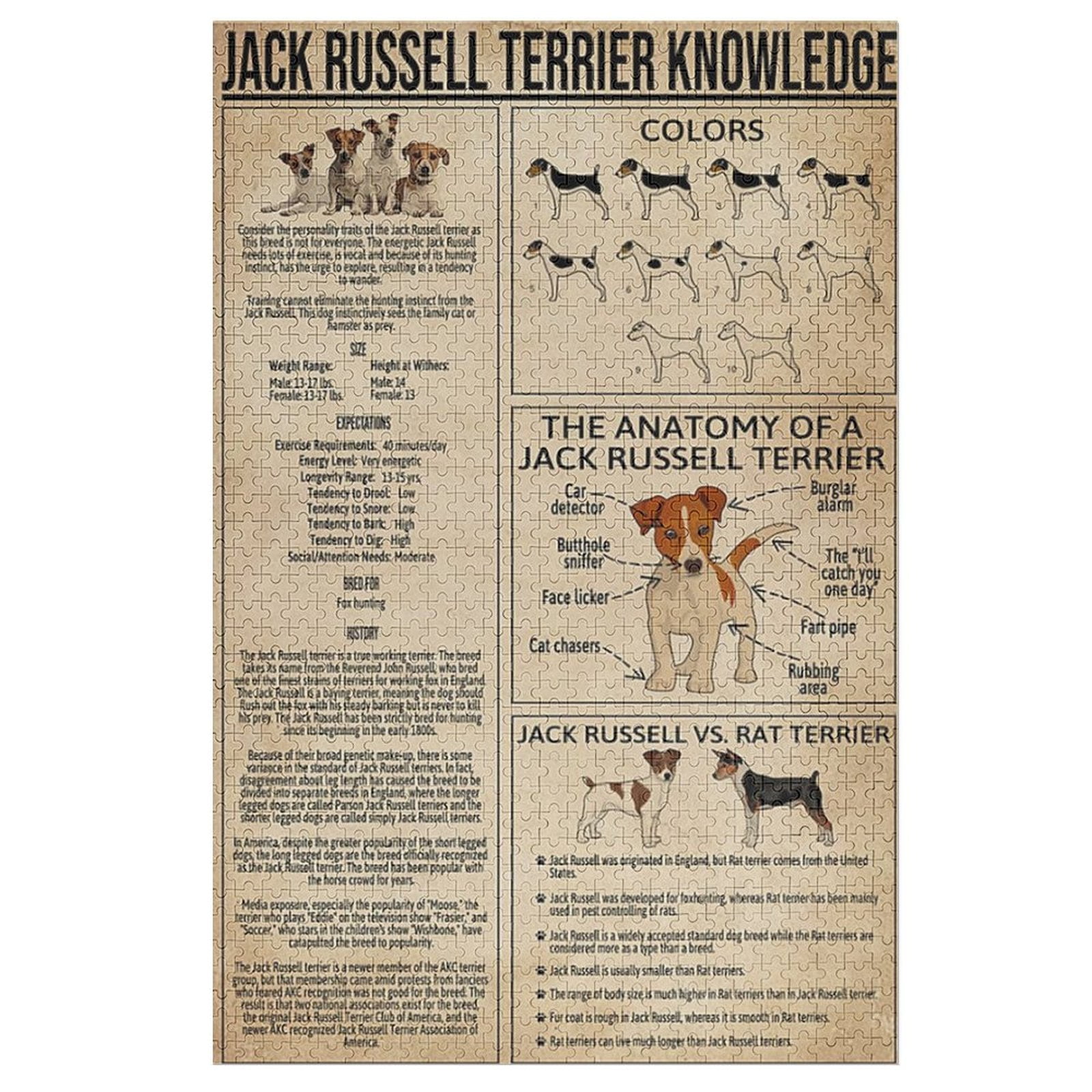 Jack Russell Terrier Knowledge Jigsaw Puzzles 1000 Pieces For Adults ...