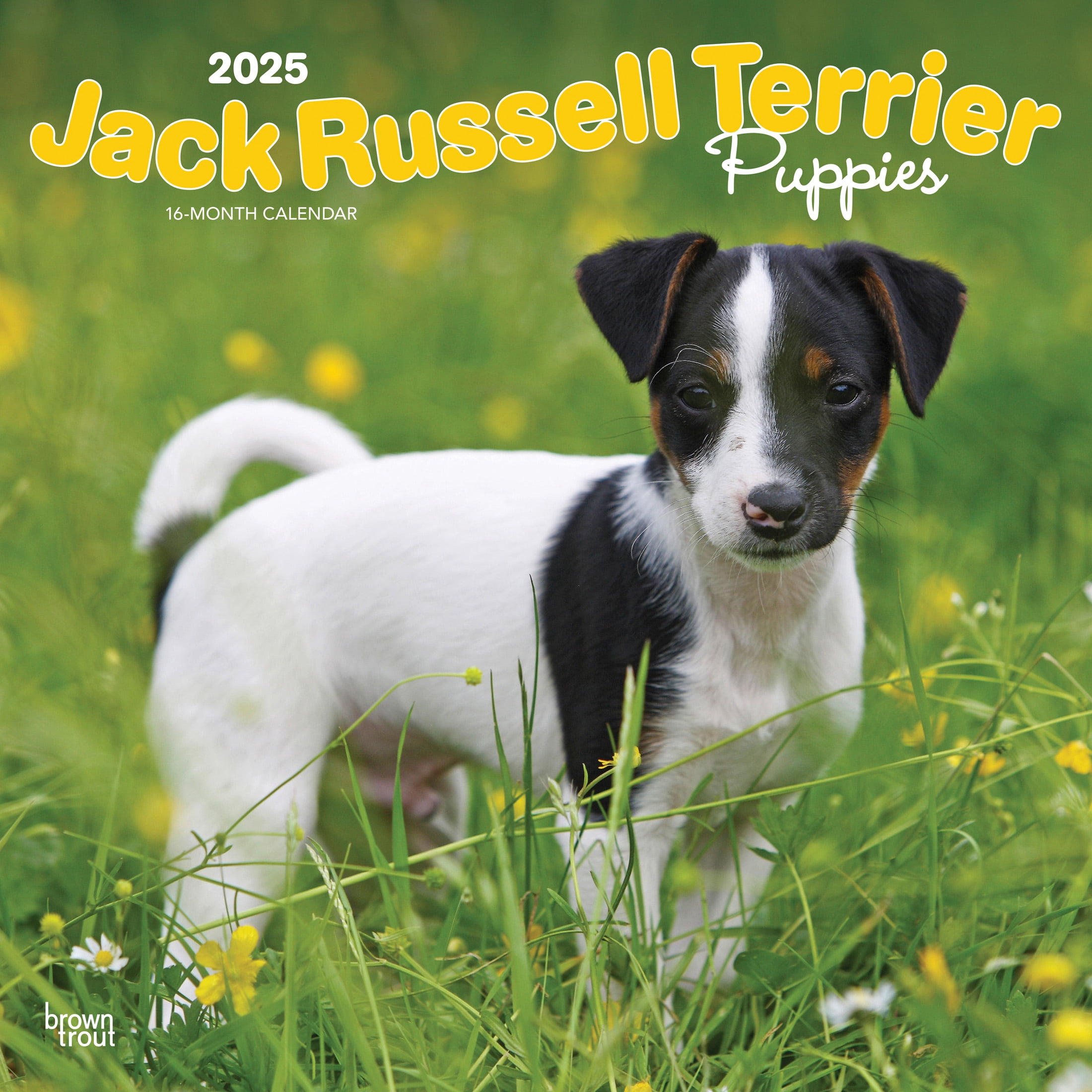 Jack Russell Terrier Puppies | 2025 12x24" (Hanging) Wall Calendar ...