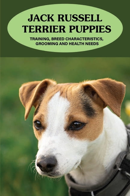 Jack Russell Terrier Puppies: Training, Breed Characteristics, Grooming ...