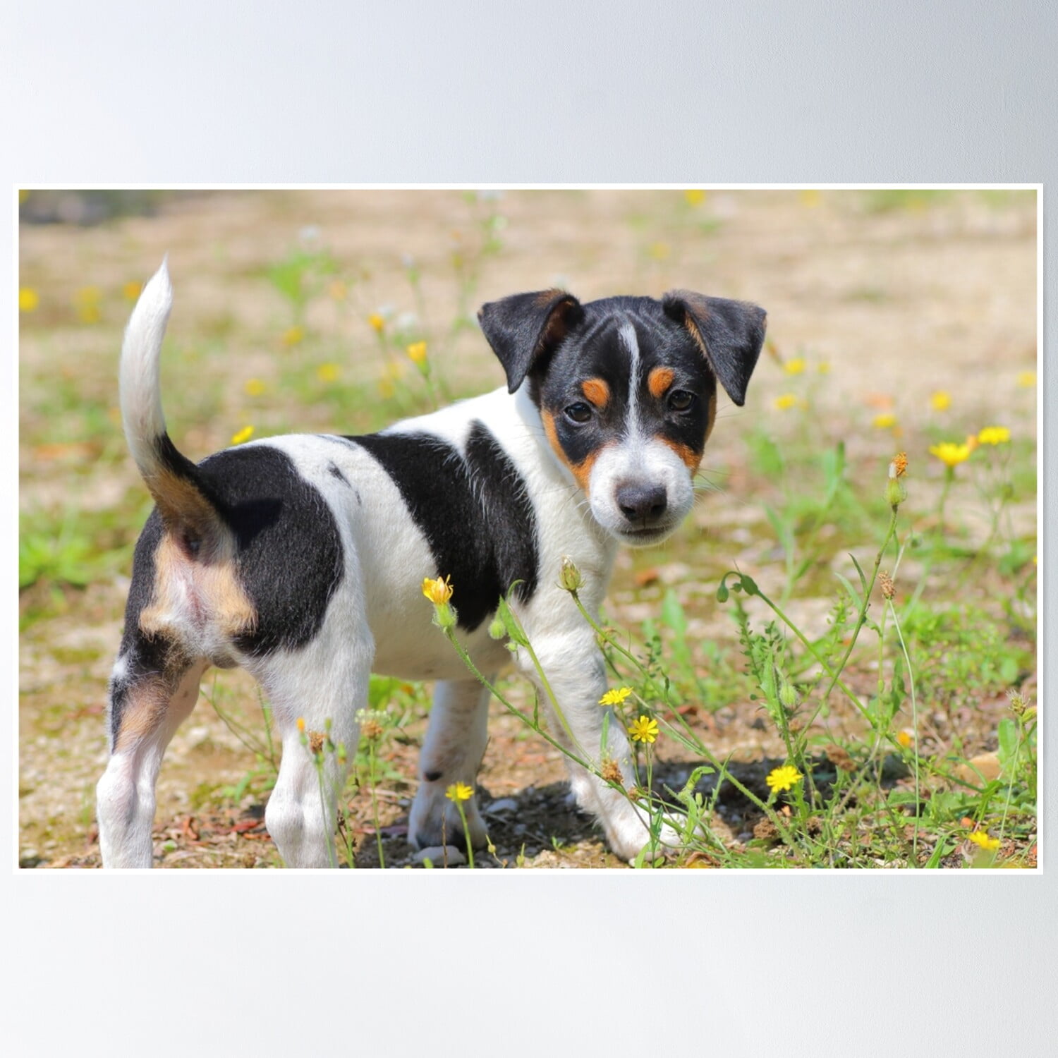 Jack-Russell Terrier Puppy Careful Poster Wall Art, Modern Wall Decor ...