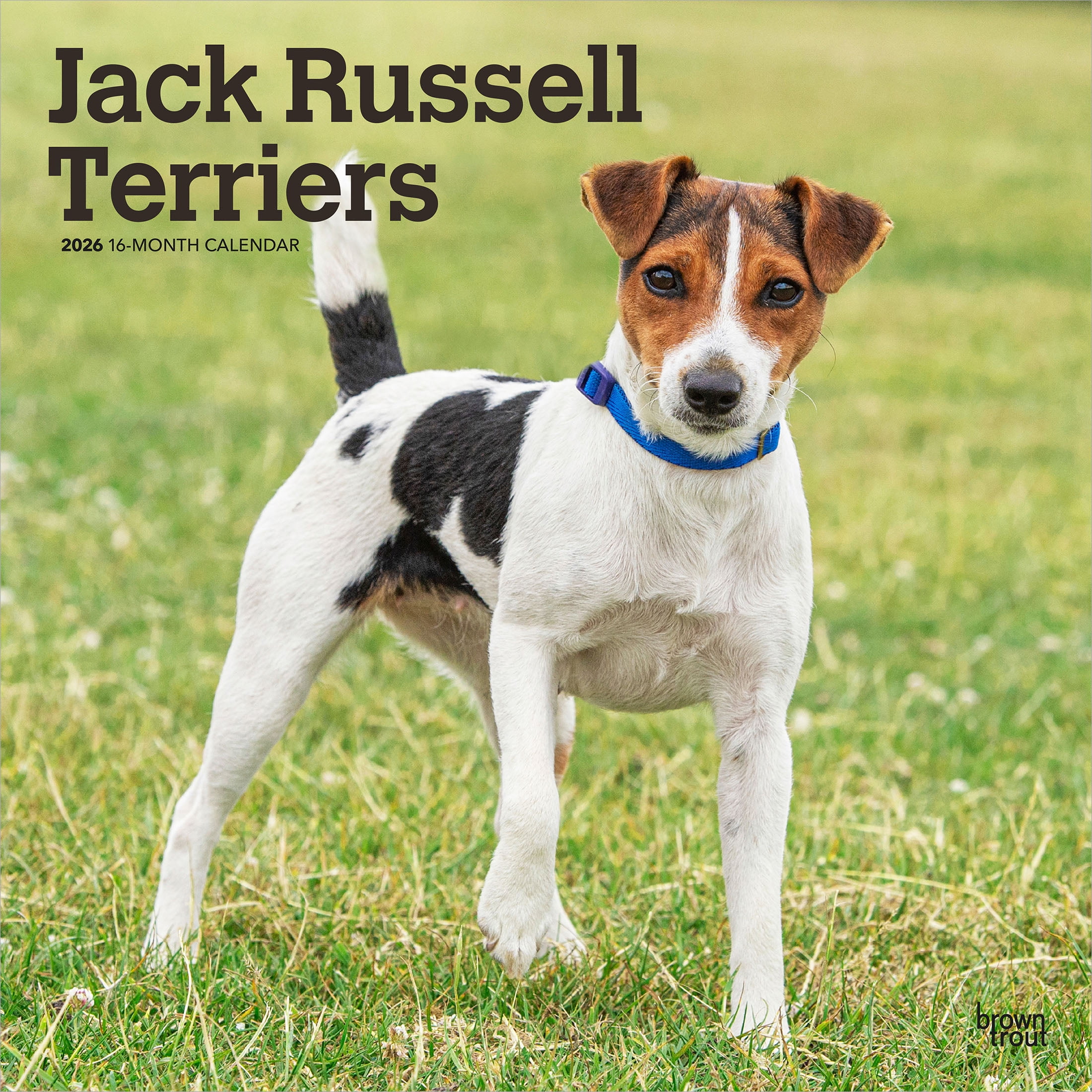 Jack Russell Terriers | 2026 12x24" (Hanging) Square Wall Calendar ...