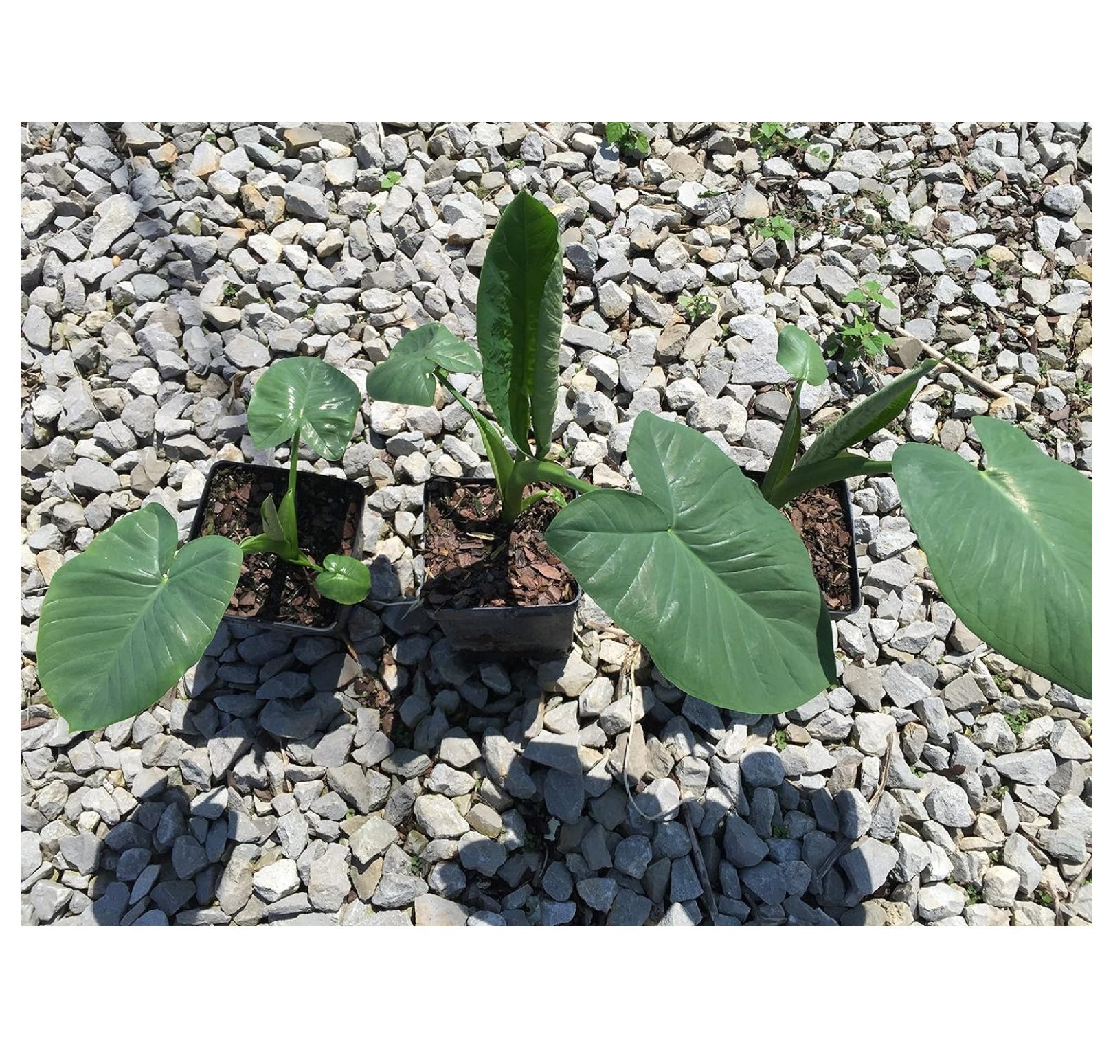 Jack's Giant's Elephant Ears in 4 inch Containers (3 Pots of Plants ...