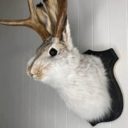 3D Jackalope Taxidermy Deer Head Wall Mount, Rabbit Figurine for Home ...