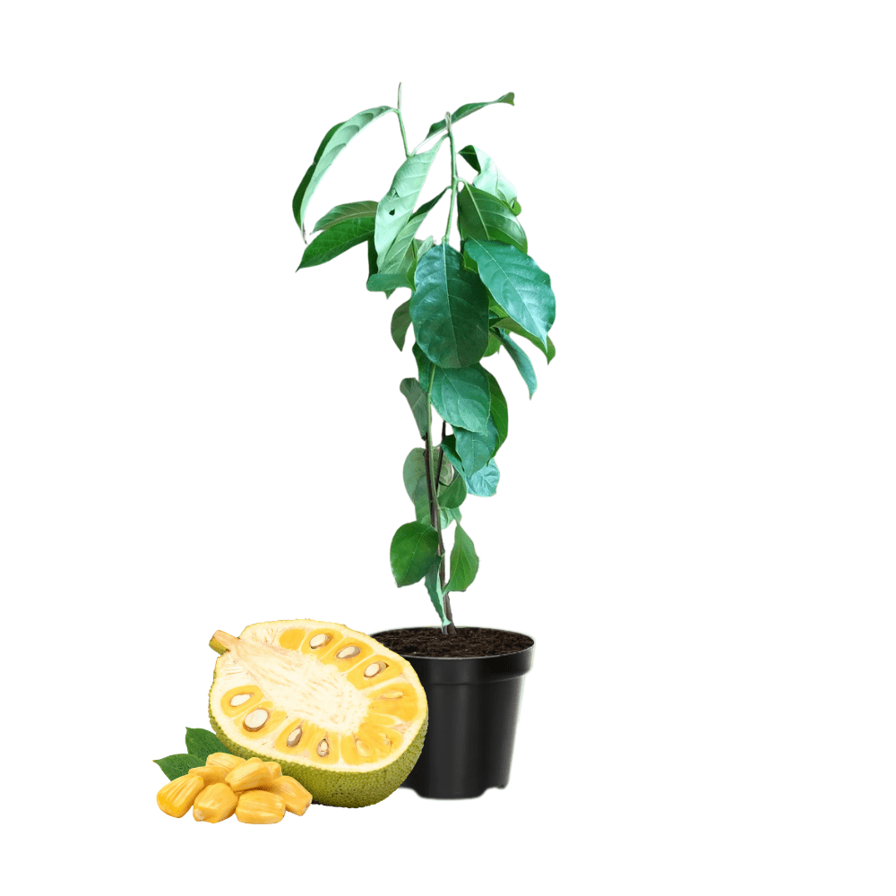 Jackfruit Live Plant, 4 to 6 Inches, Sweet Jackfruit Tree Plant for ...