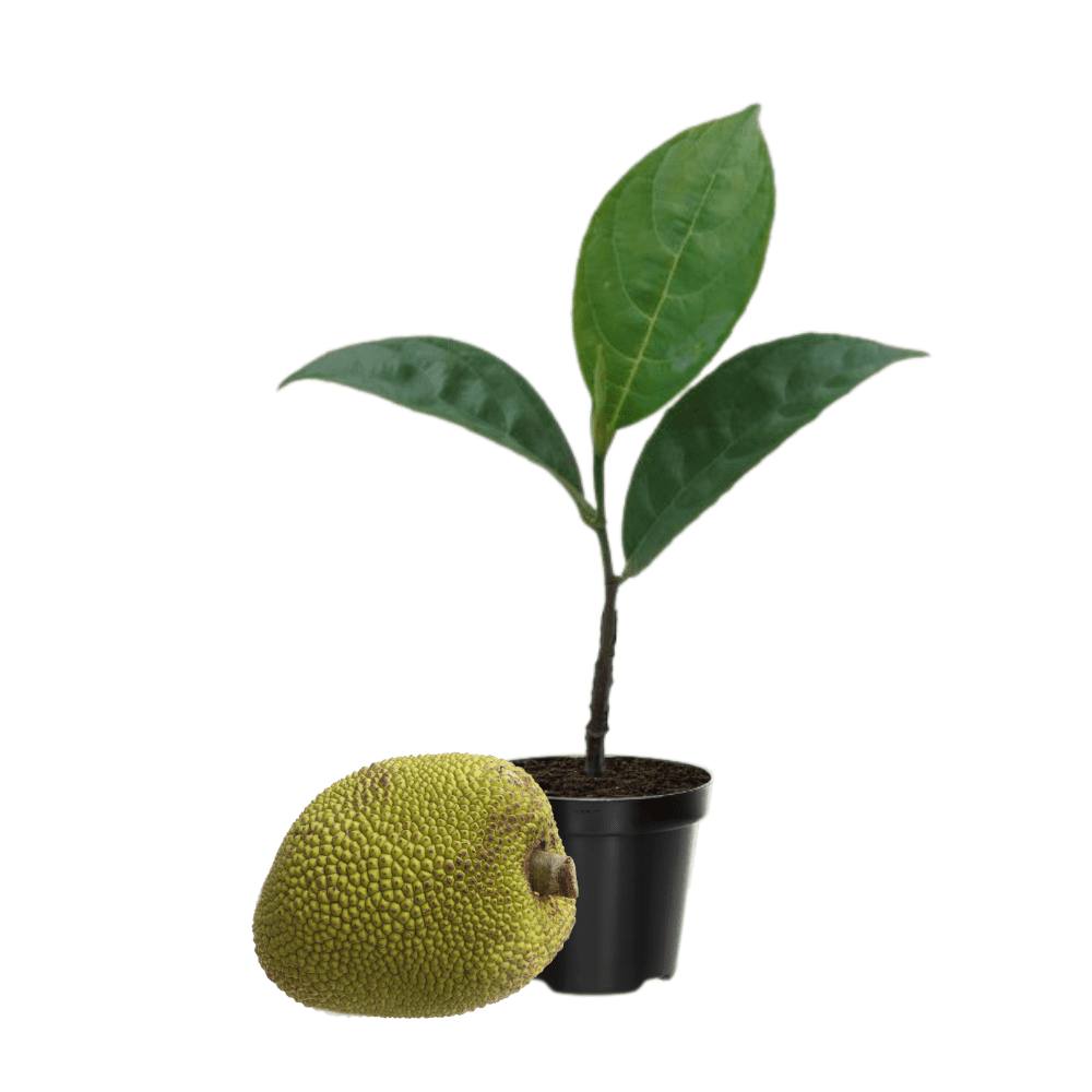 Jackfruit Live Plant, Edible Fruit Tree for Patio Gardening, Jackfruit ...