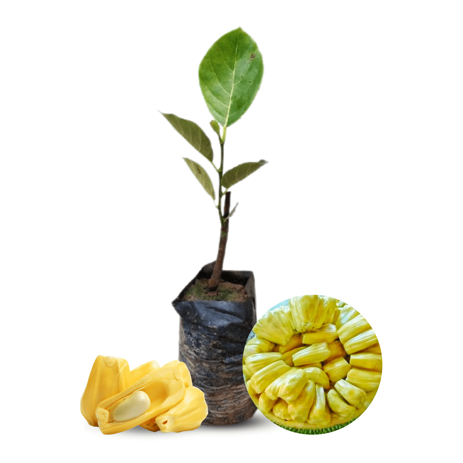 Jackfruit Plant Live, 4-6 Inch Tall Tropical Tree, Fruit Plant for ...