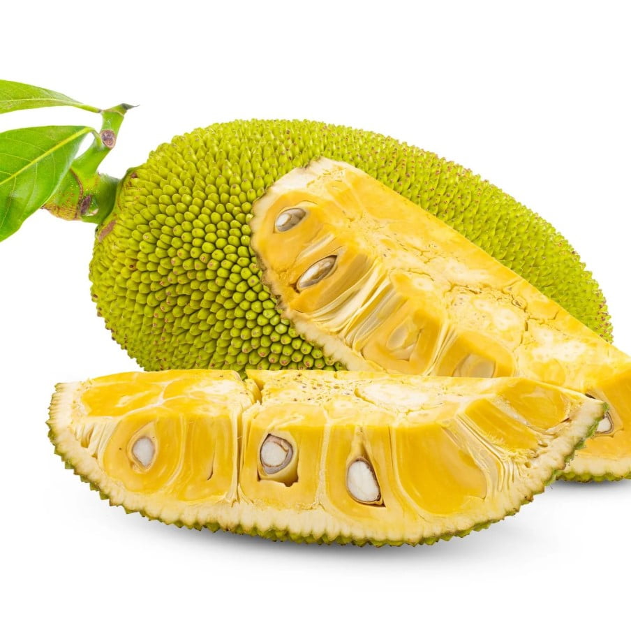 Jackfruit Tree Live Plant 7-12" Tall in Cup - Jack Fruit Seedling ...
