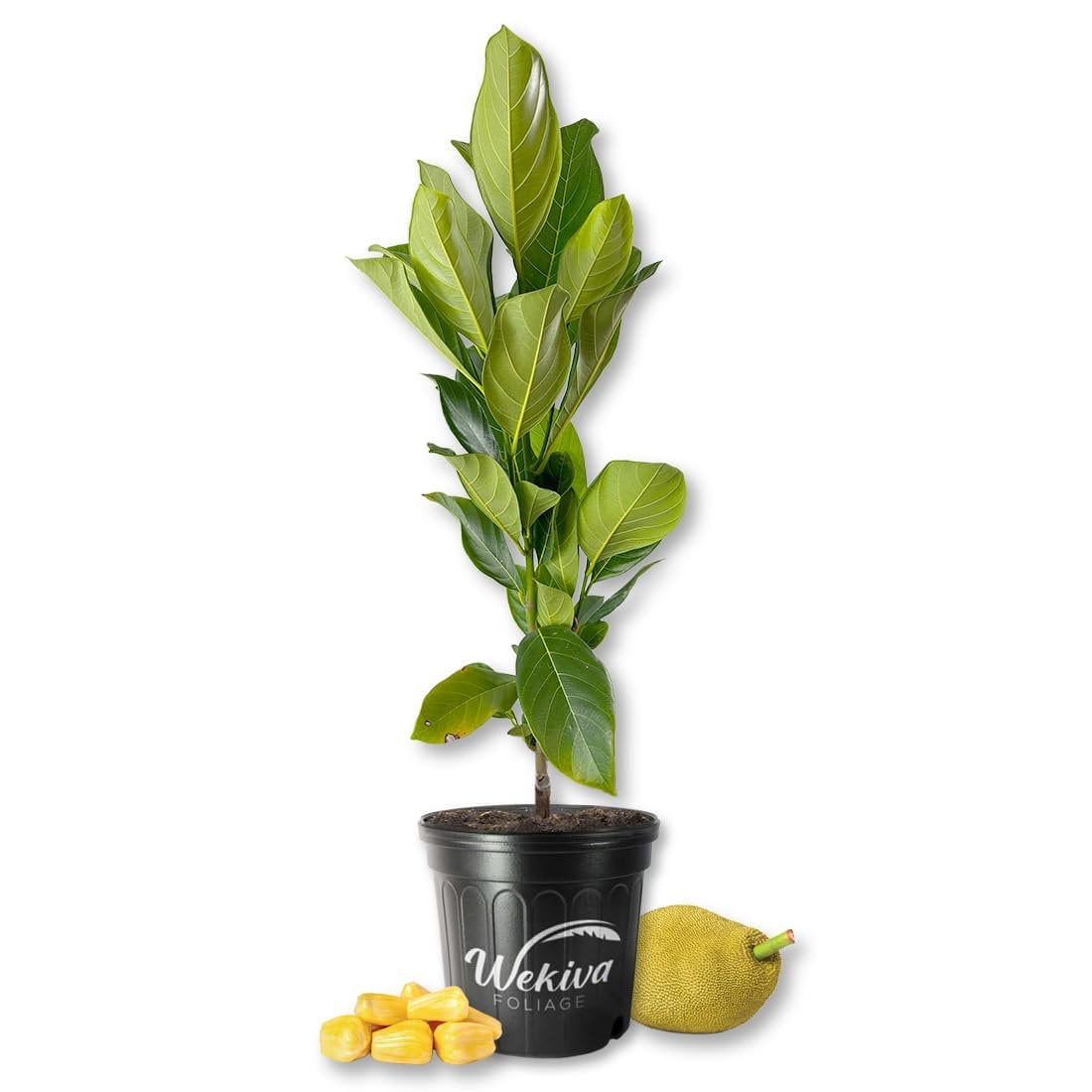 Jackfruit Tree - Live Plant in a 3 Gallon Growers Pot - Artocarpus ...