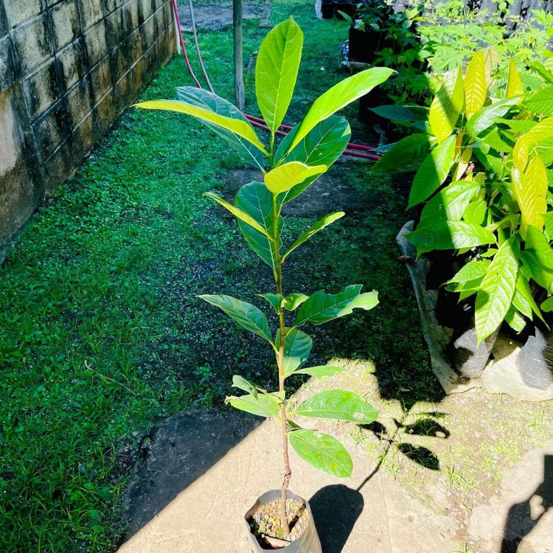 Jackfruit Tree Tropical Fruit Live Tree 1’-2’ Tall TropicalPlantae ...