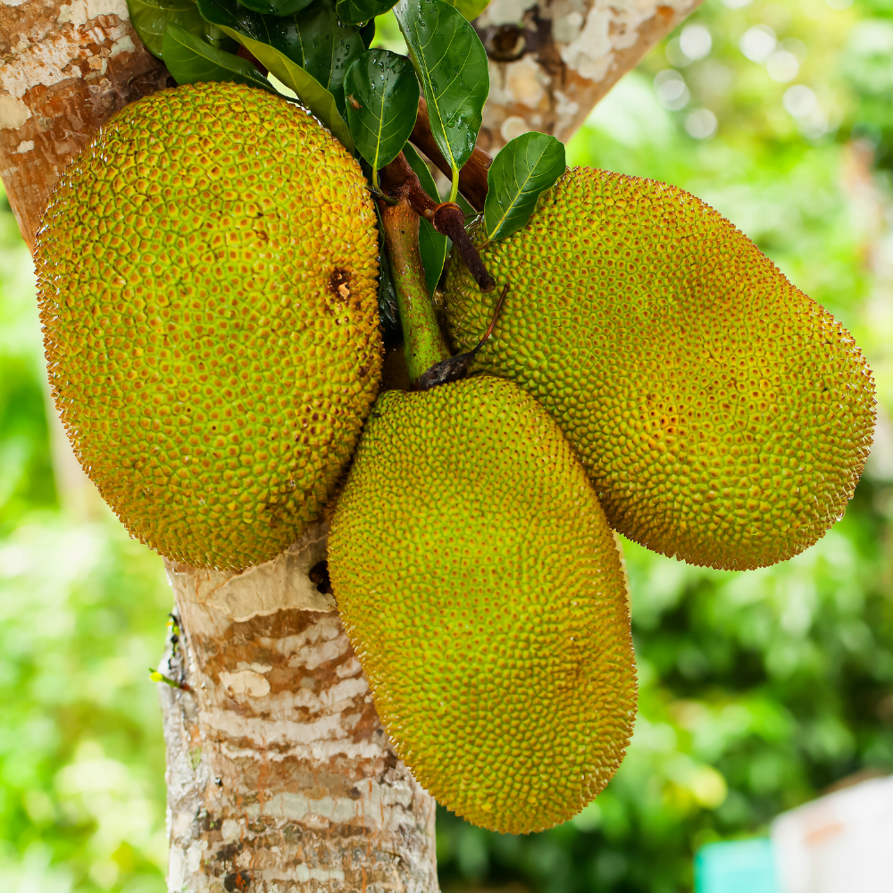 Jackfruit Tree, Tropical Jack Fruit Tree Plant from 4 to 7 inches Tall ...
