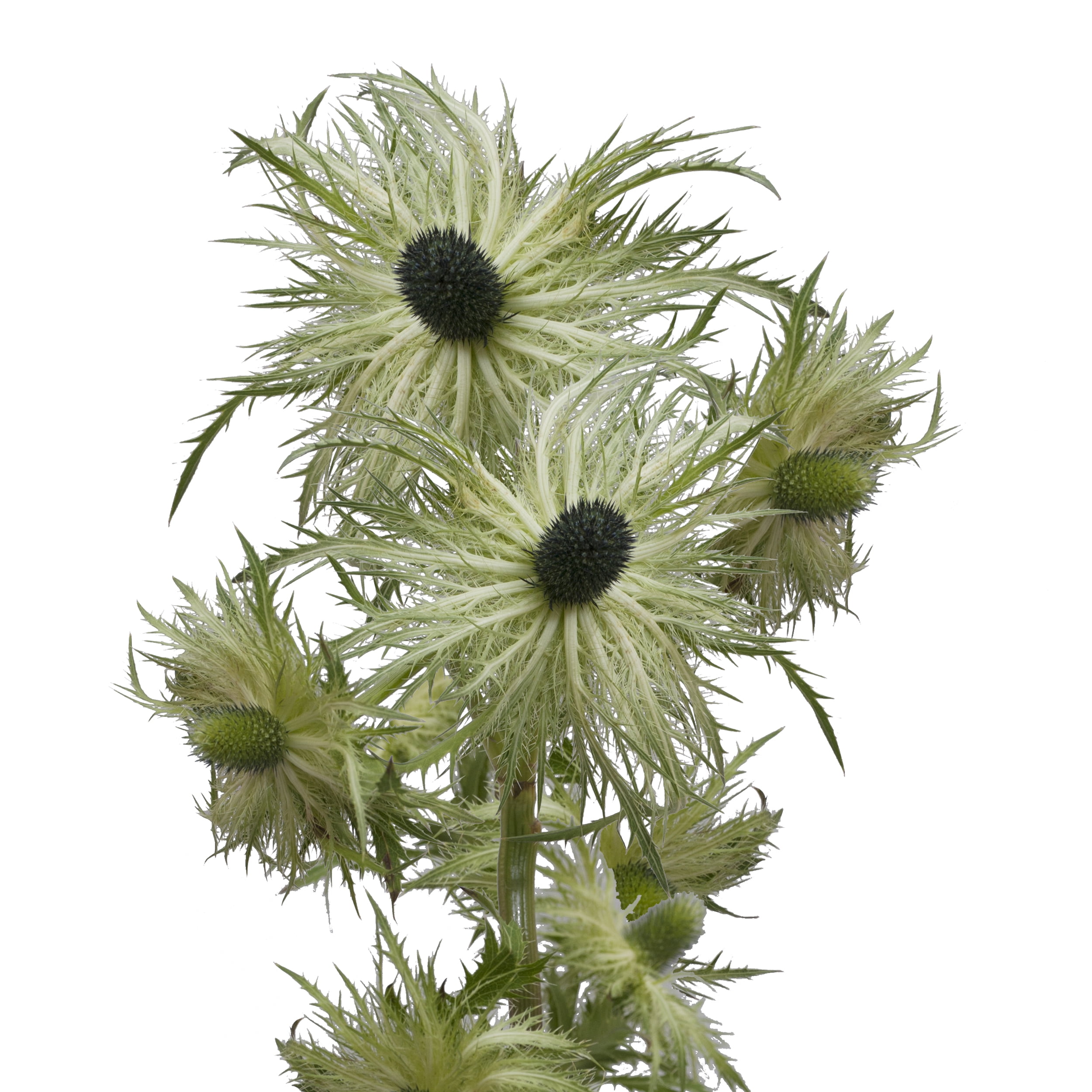 Jackpot Green Light Eryngium - Farm Direct Fresh Cut Flowers - 90 Stems ...