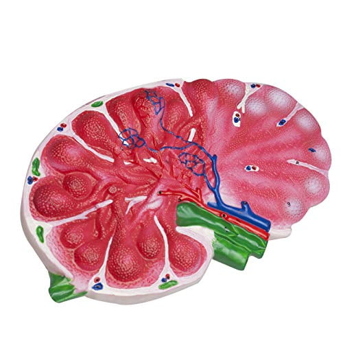Jackson Global JS00150 Human Lymph Node Model | Incredibly Detailed ...