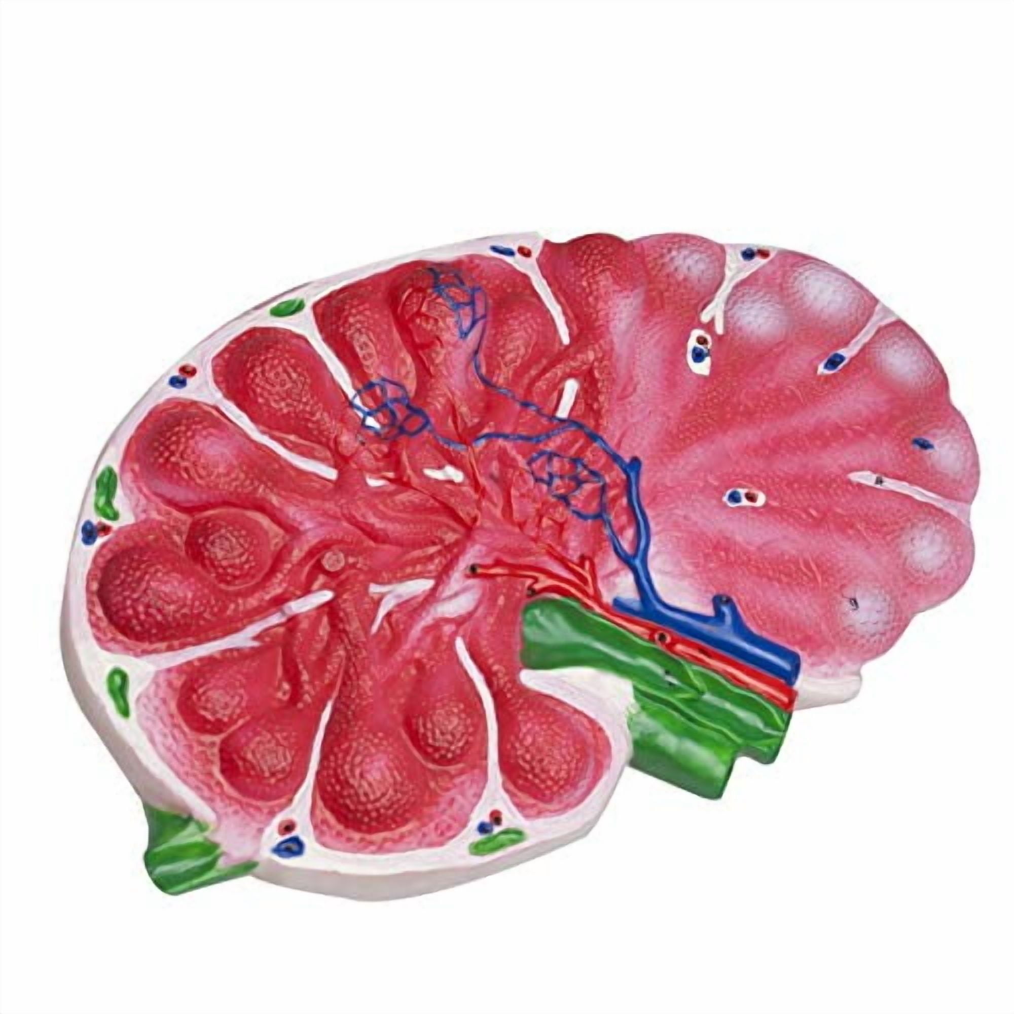 Jackson Global JS00150 Human Lymph Node Model | Incredibly Detailed ...