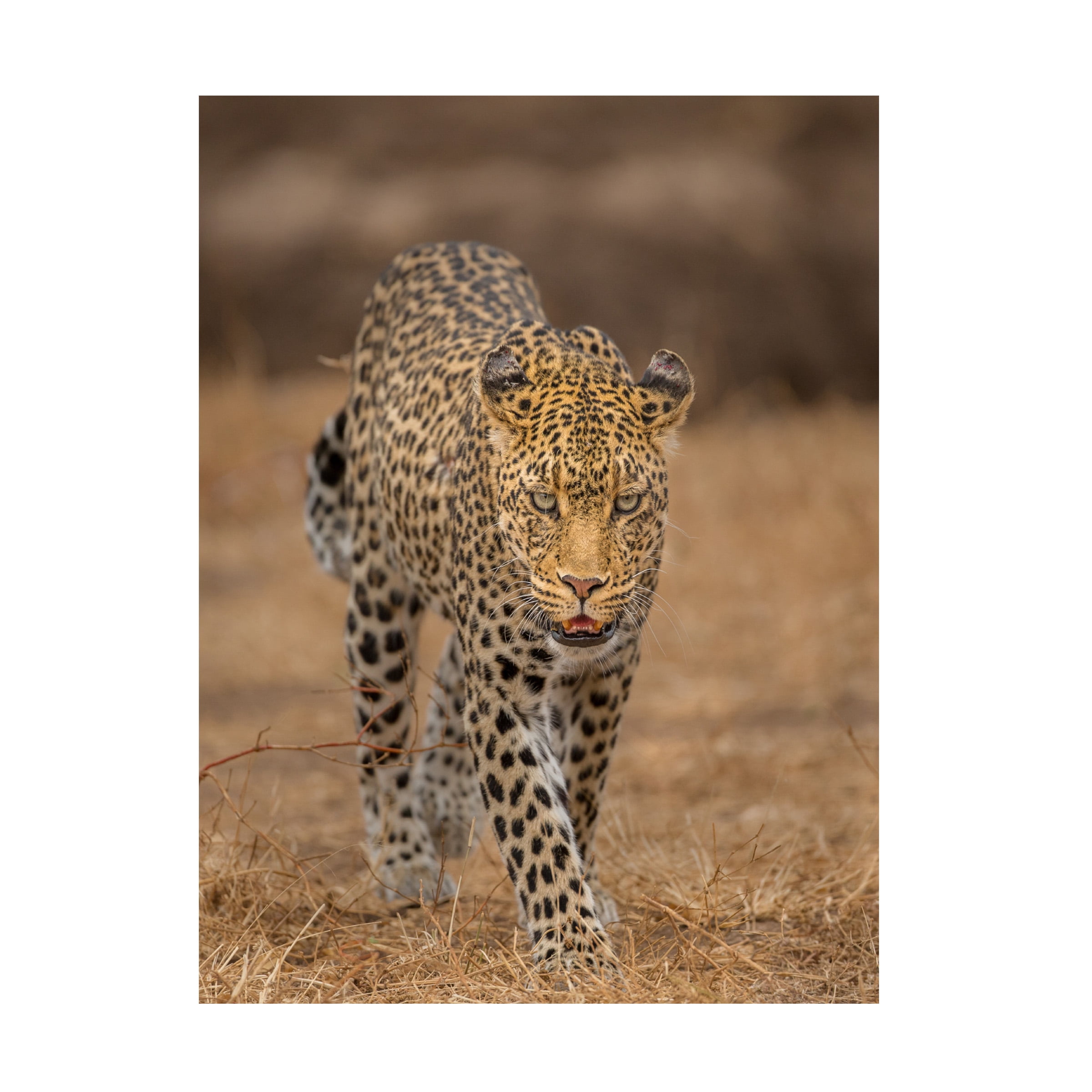 Jaco Marx 'Eyes Open' Canvas Art - Walmart.com