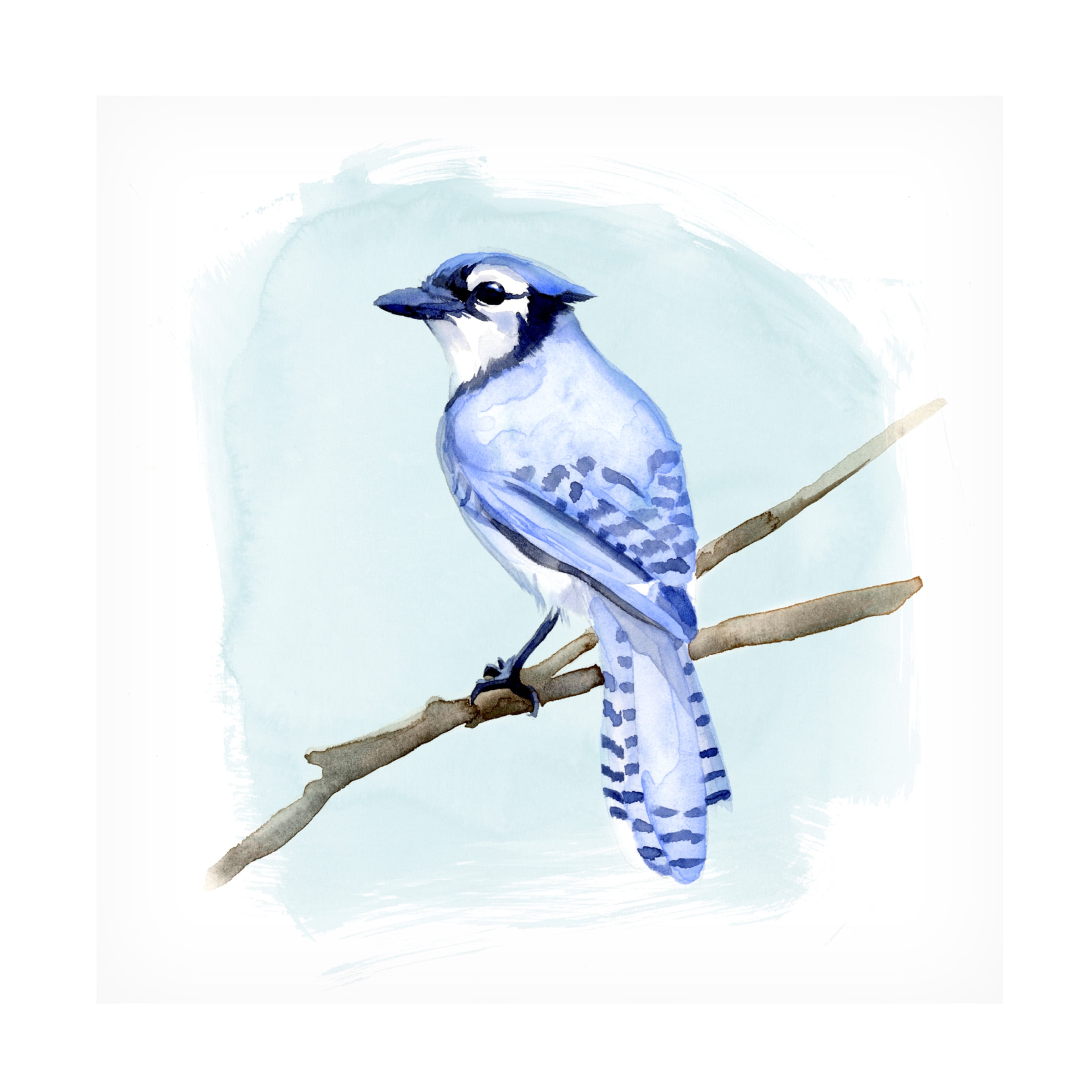 Jacob Green 'Coastal Blue Jay II' Canvas Art - Walmart.com