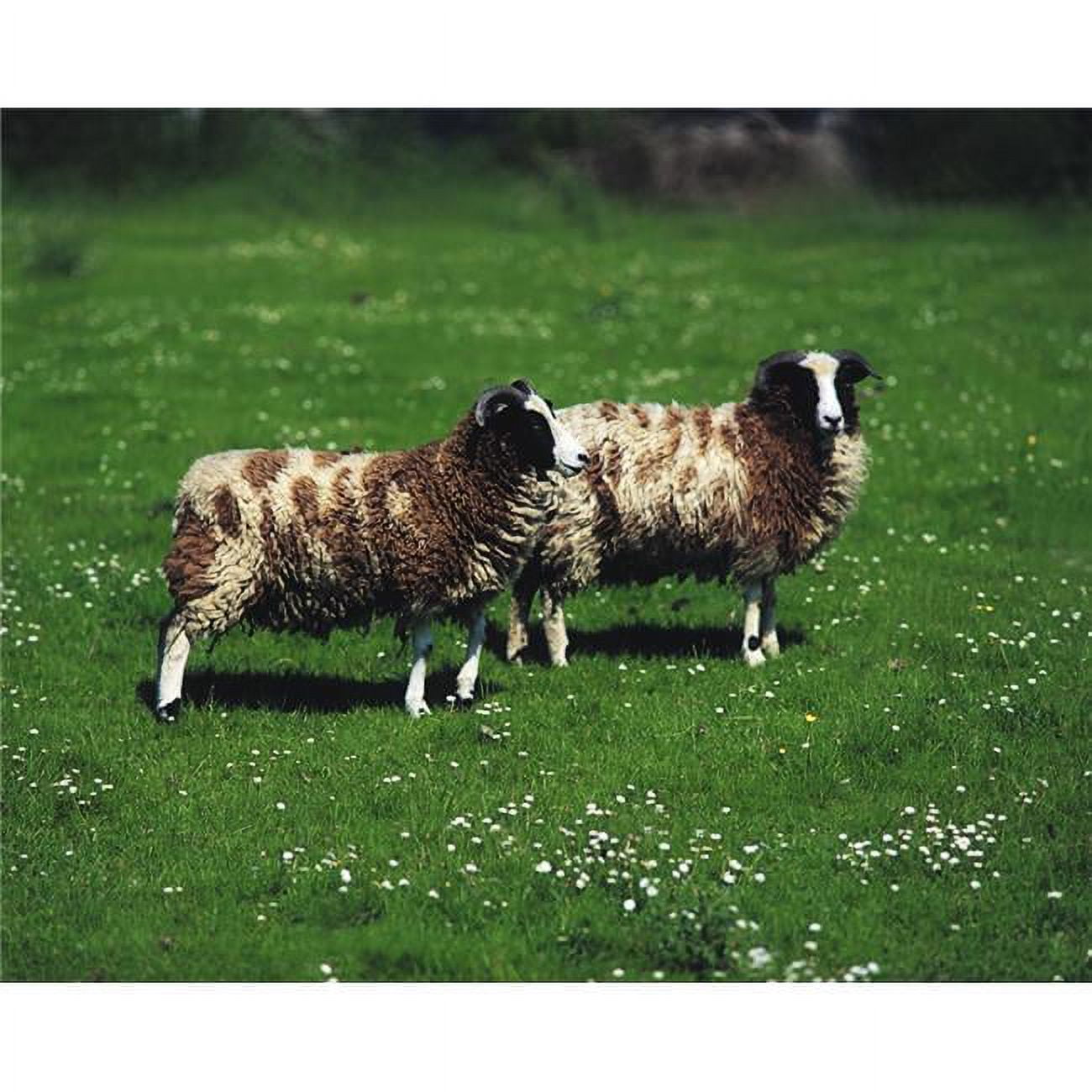 Jacob Sheep Poster Print by The Irish Image Collection - 34 x 26 ...