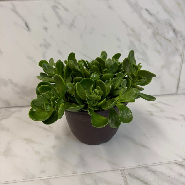 Jacobsenii Trailing Jade, 6" Plant - Walmart Business Supplies
