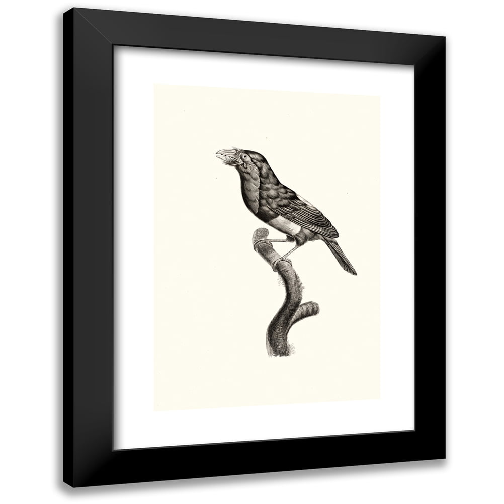 Jacques Barraband 17x24 Black Modern Framed Museum Art Print Titled ...