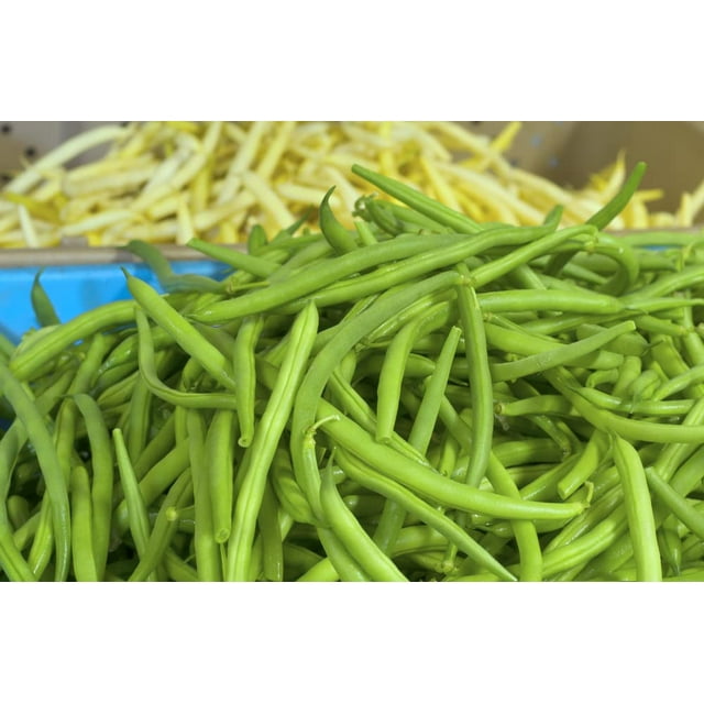 Jade Green Bean Seeds for Planting (50 Seeds) - Hairless Green Beans ...