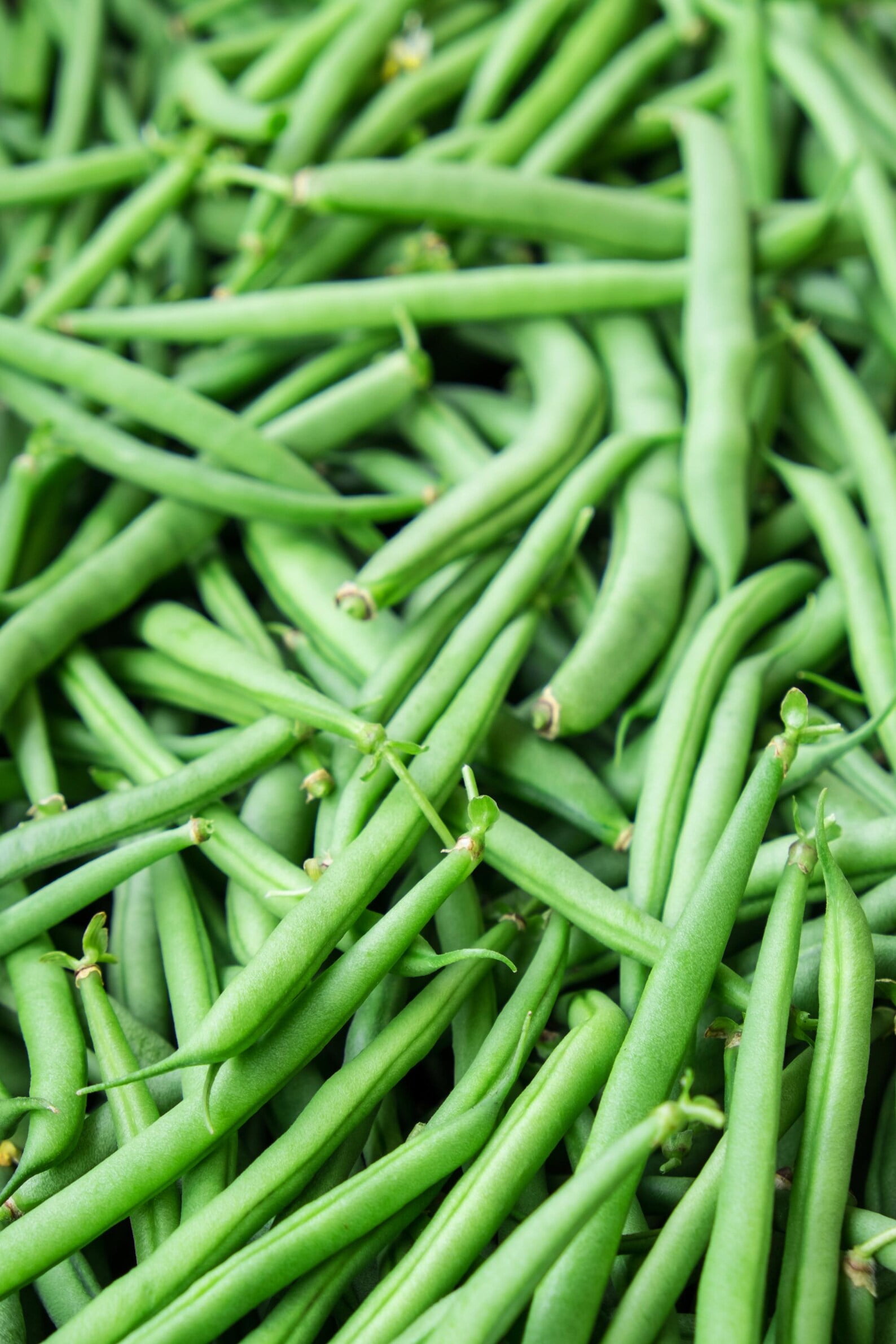 Jade Green Stringless Bush Bean Premium Seeds for Planting Packet ...