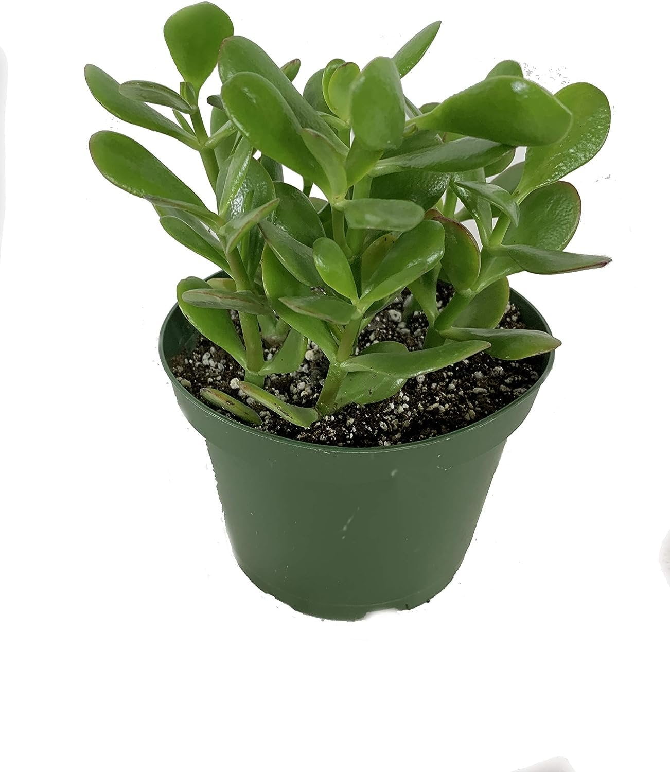 Jade Plant - 3 Live Plants in 6 Inch Pots - Crassula Ovata - Beautiful ...