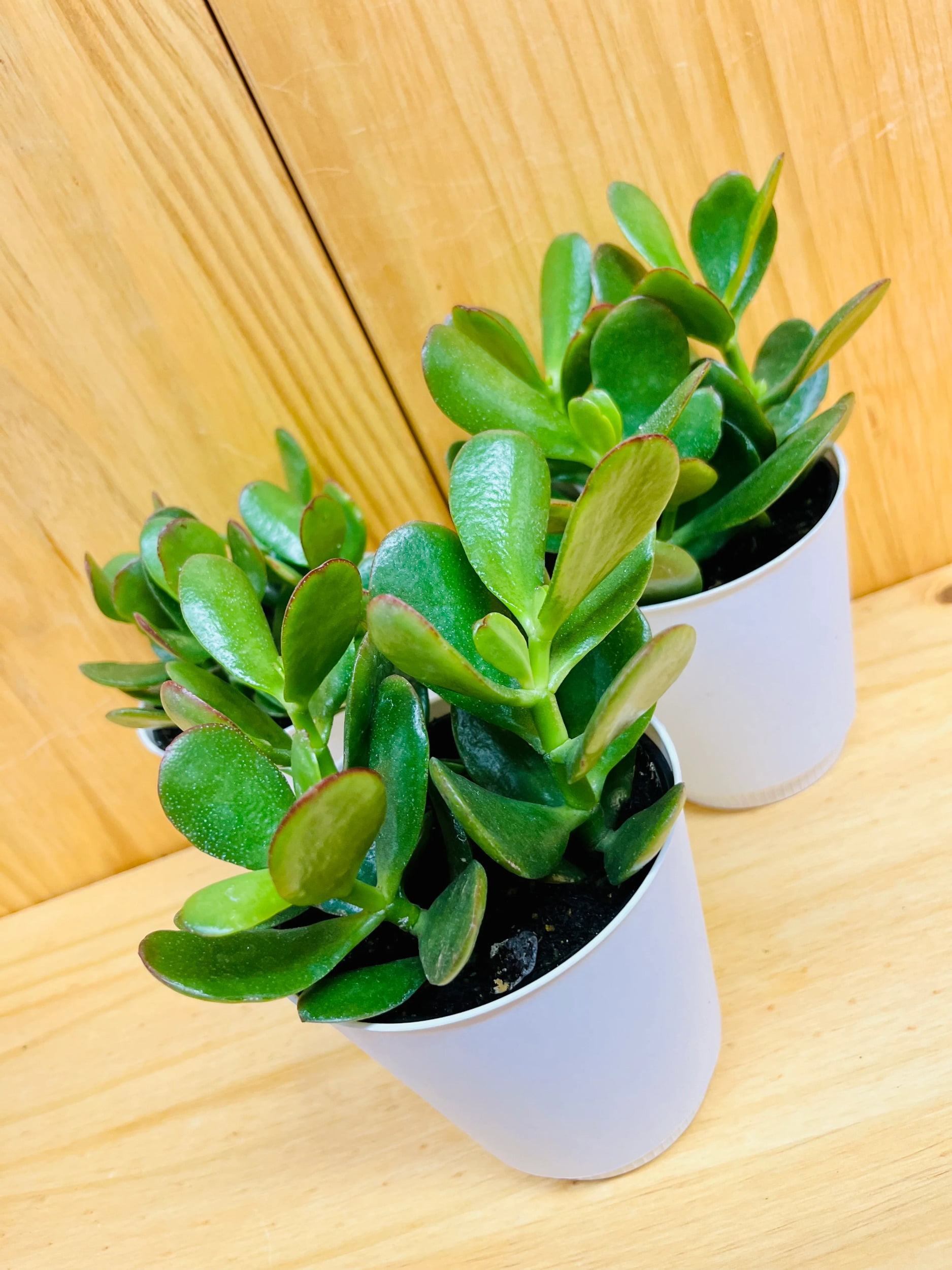 Jade Plant 4" includes White Cover Pot - Walmart.com
