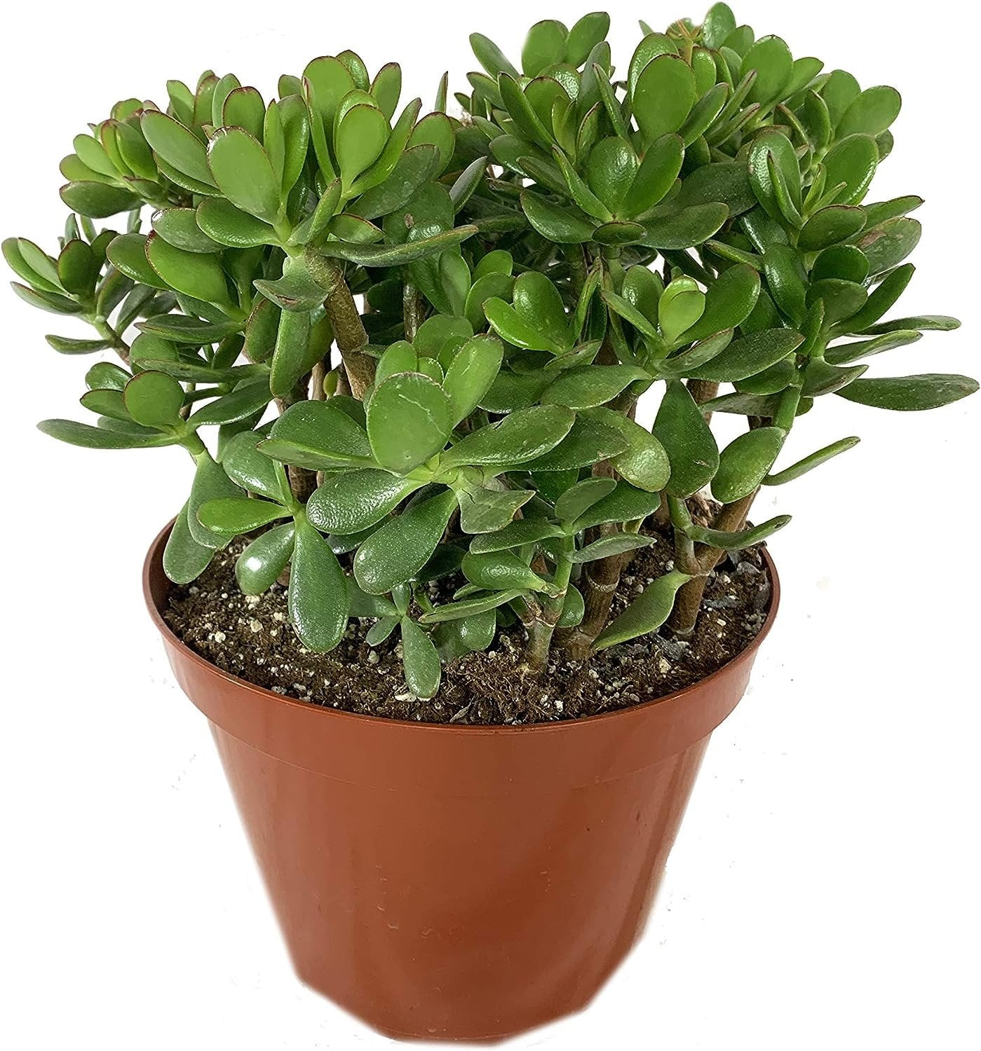 Jade Plant - Live Plant in a 10 Inch Pot - Crassula Ovata - Beautiful ...