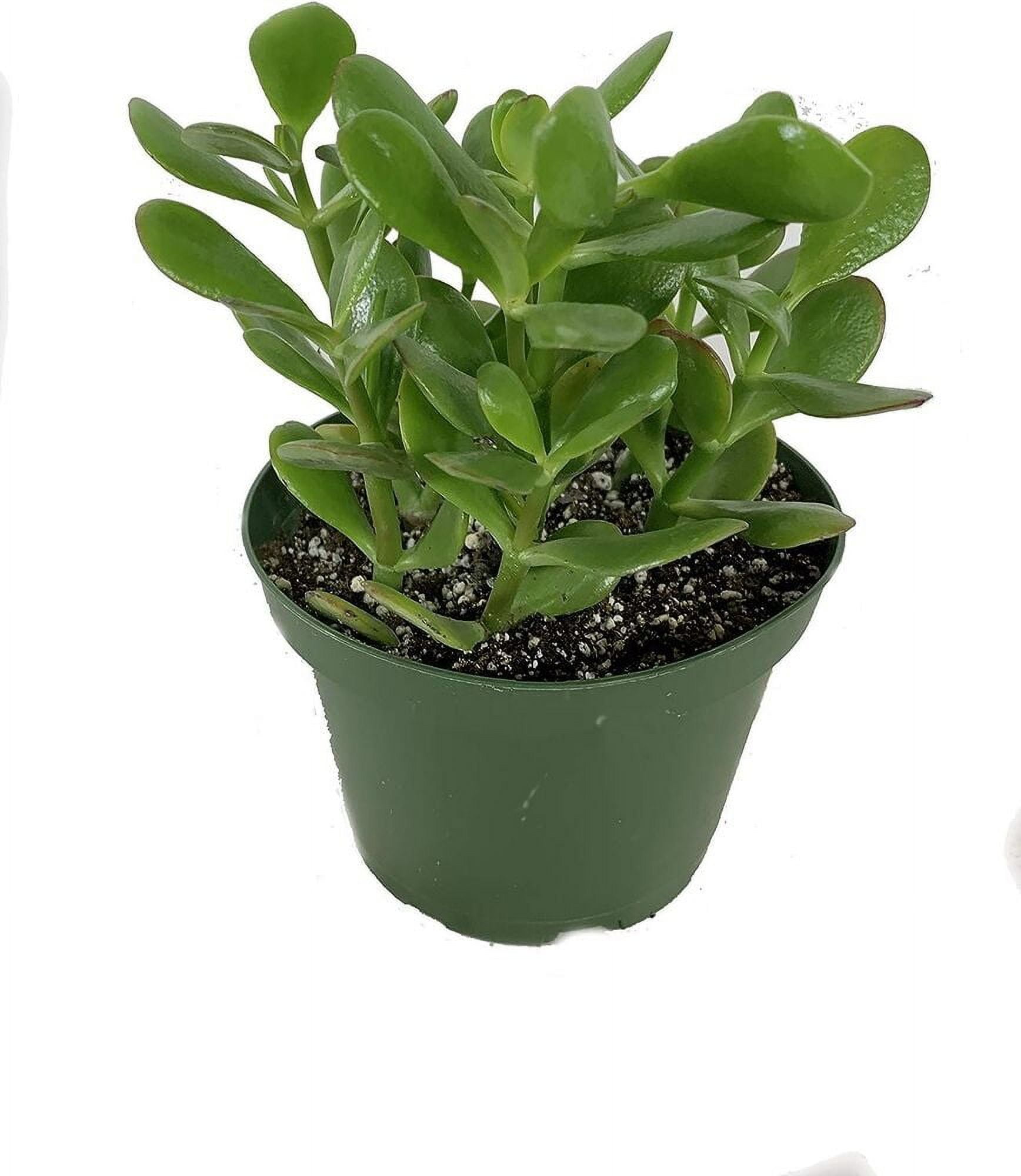 Jade Plant - Live Plants in 6 Inch Pots - Crassula Ovata - Succulent ...