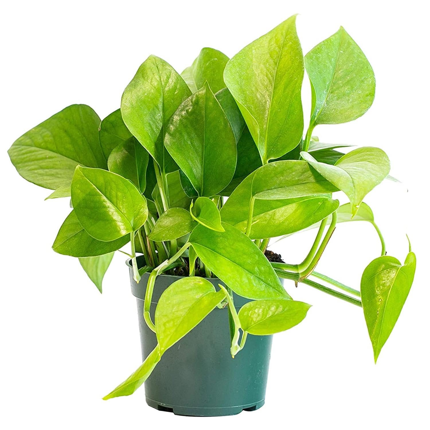 Jade Pothos - Live Plant in a 6 Inch Pot - Epipremnum Aureum 'Jade ...