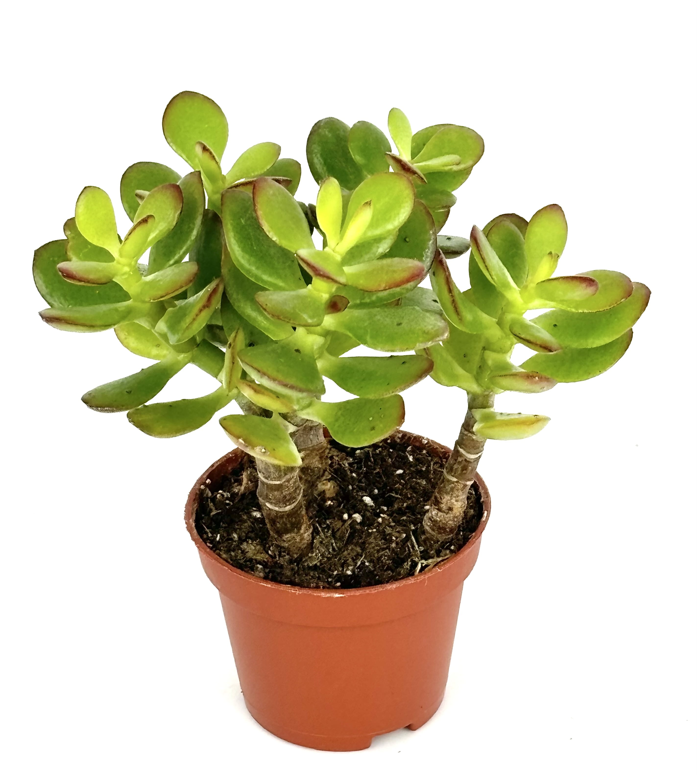 Jade Succulent Crassula Succulents Easy Care, 2" Pot - Walmart.com
