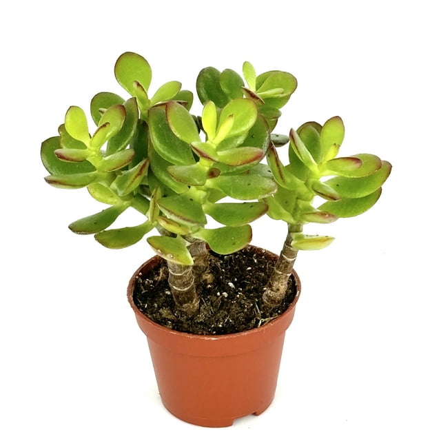 Jade Succulent Crassula Succulents Easy Care, 2" Pot - Walmart.com