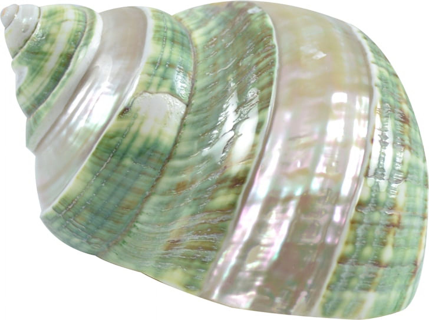 Jade Turbo Banded Seashell 3-3.5