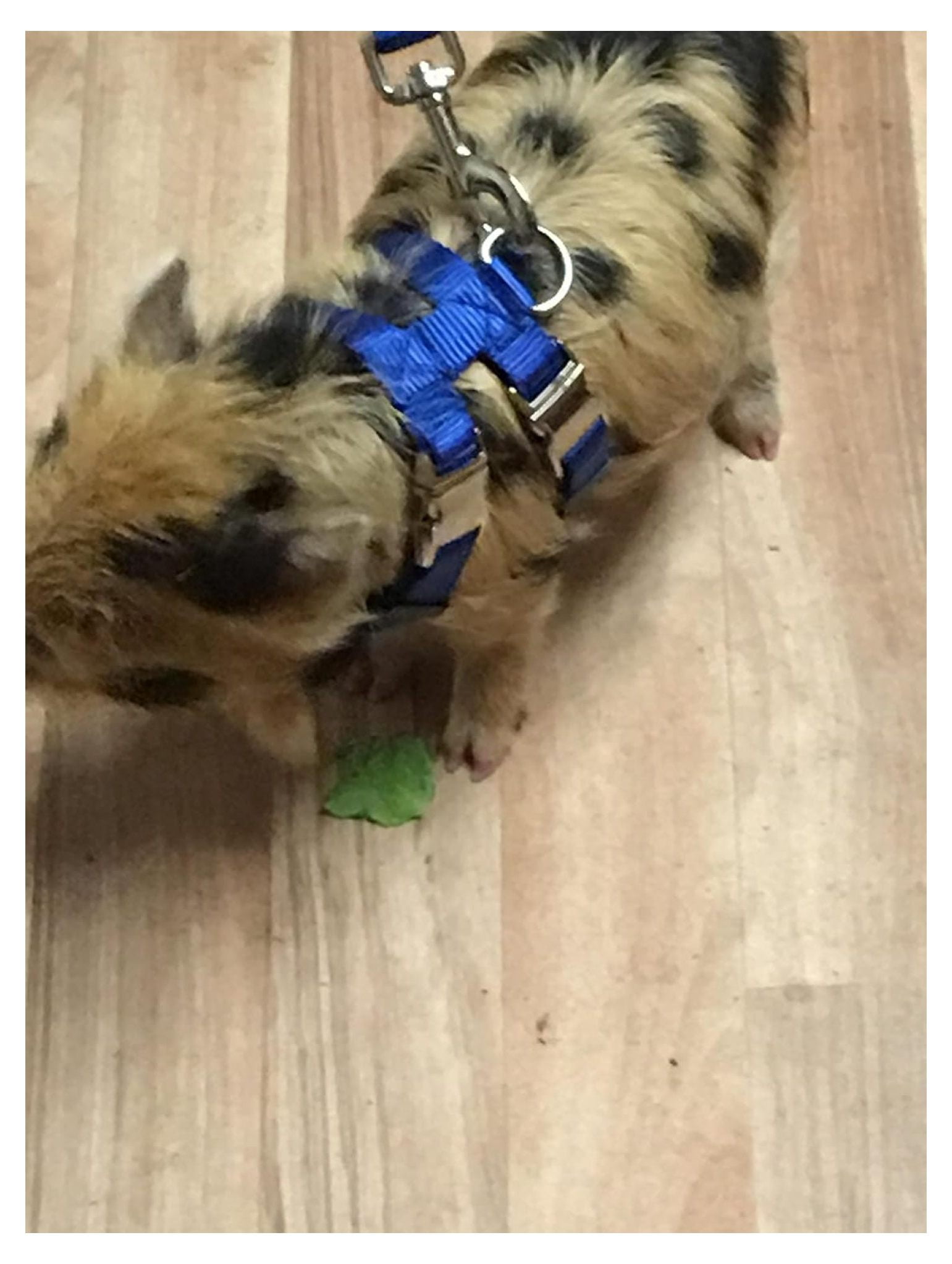 Jadona Adjustable (PIG) Harness Metal Front and Back Buckle Easy Fit ...