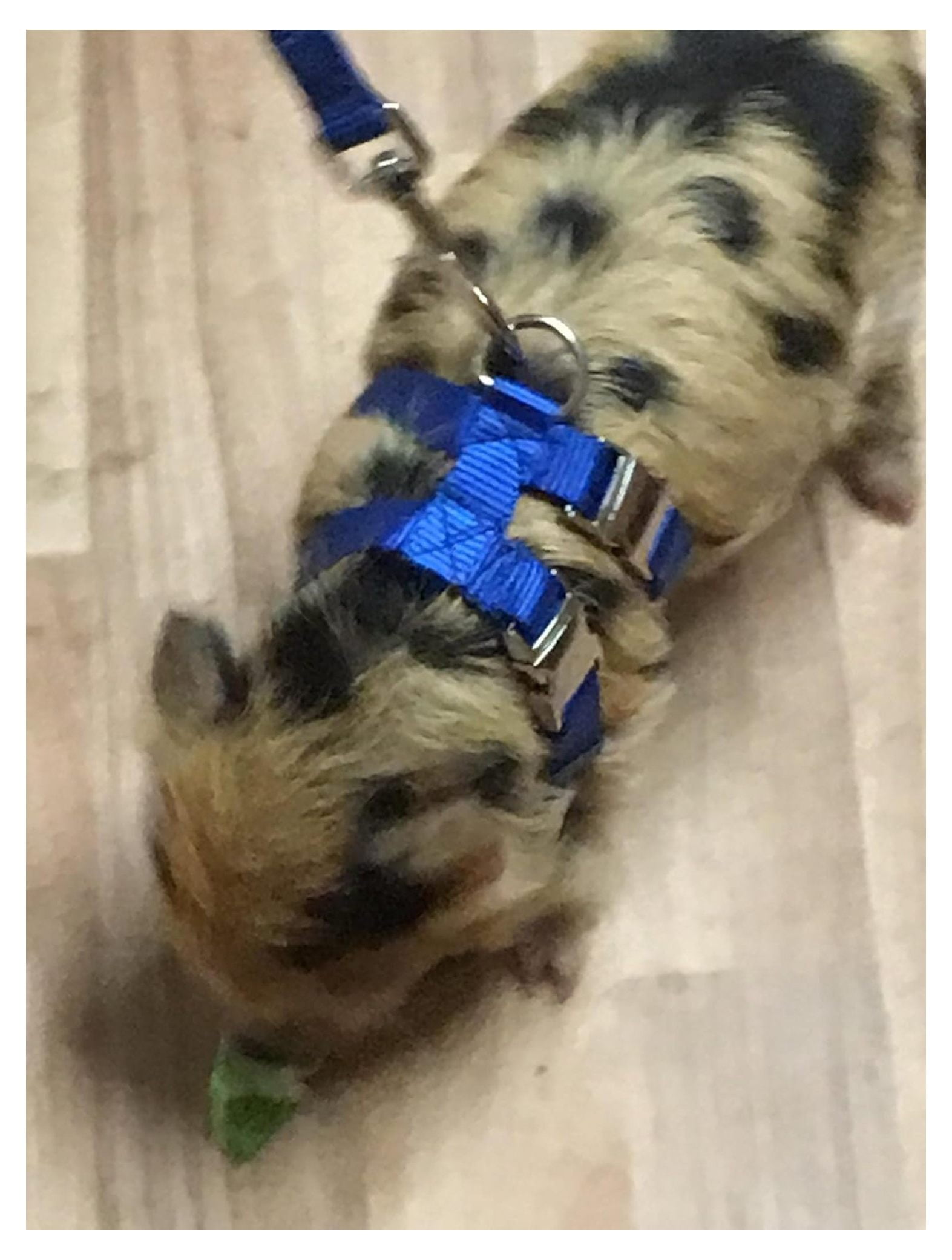 Jadona Adjustable (Pig) Harness Metal Front and Back Buckle Easy Fit ...