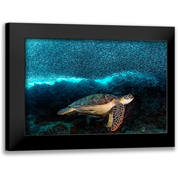 Jager, Henry 14x11 Black Modern Framed Museum Art Print Titled - Turtle ...